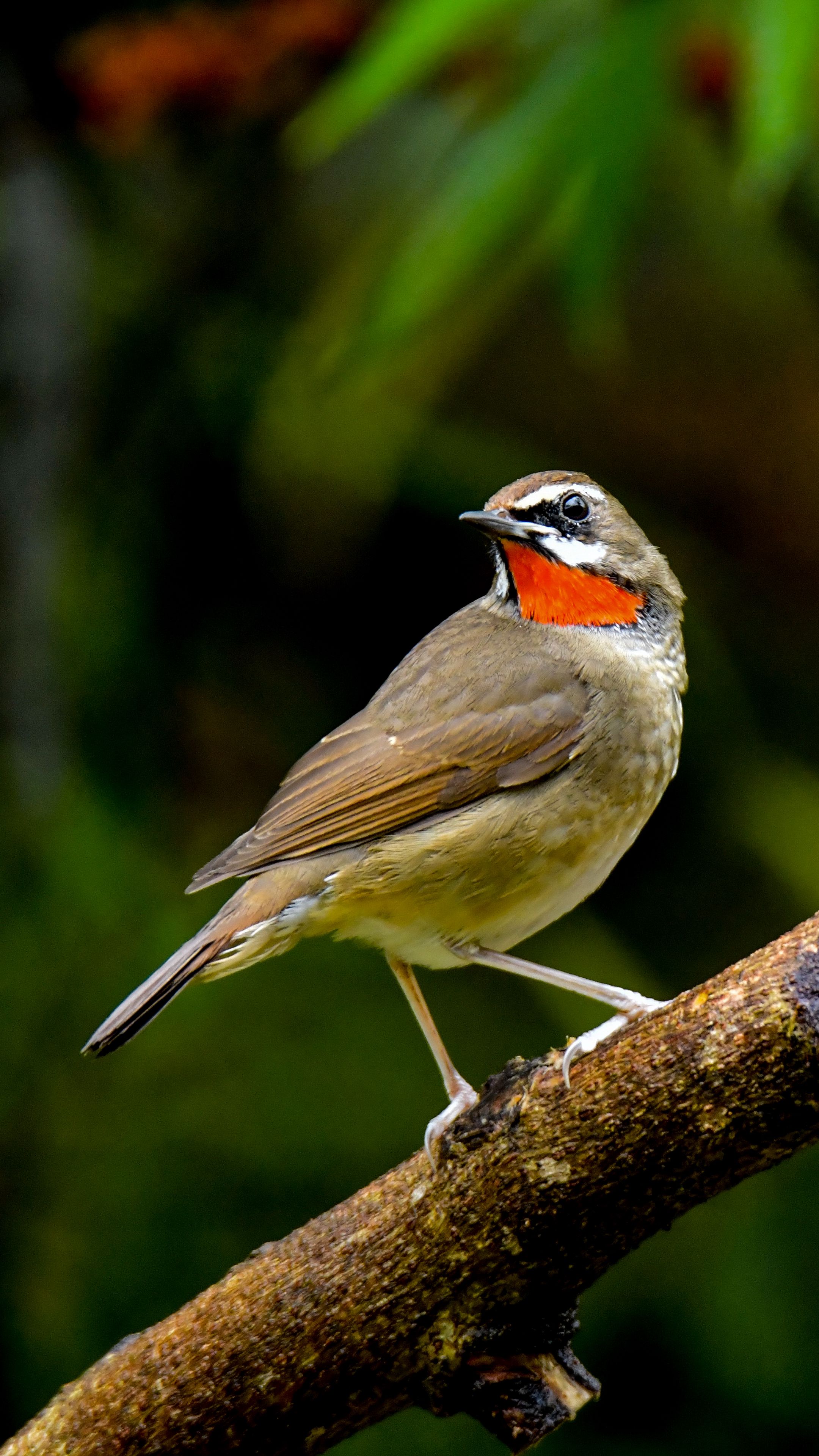 🔥 Free Download Wallpaper Nightingale Bird Feathers Bright by ...
