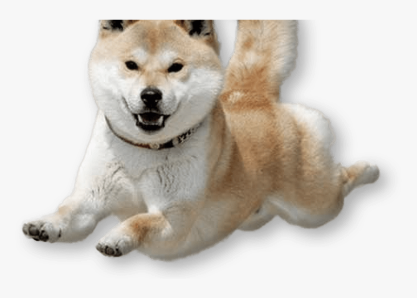 Shibe Transparante Achtergrond