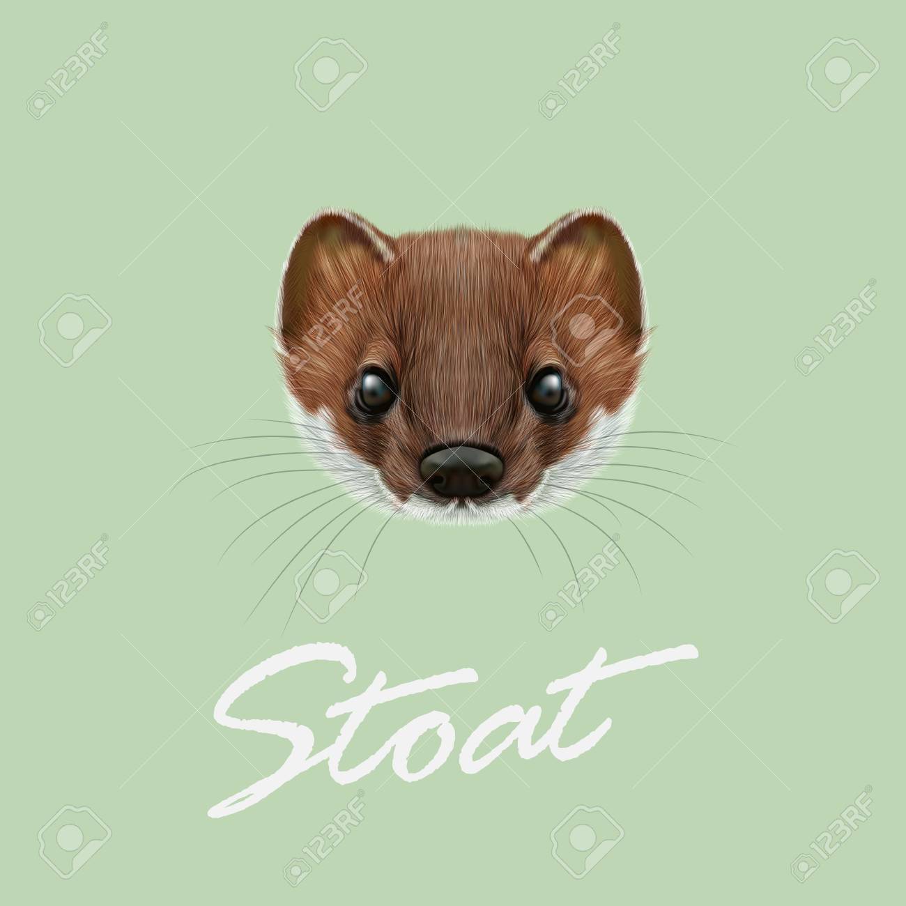 [51+] Stoat Background on WallpaperSafari