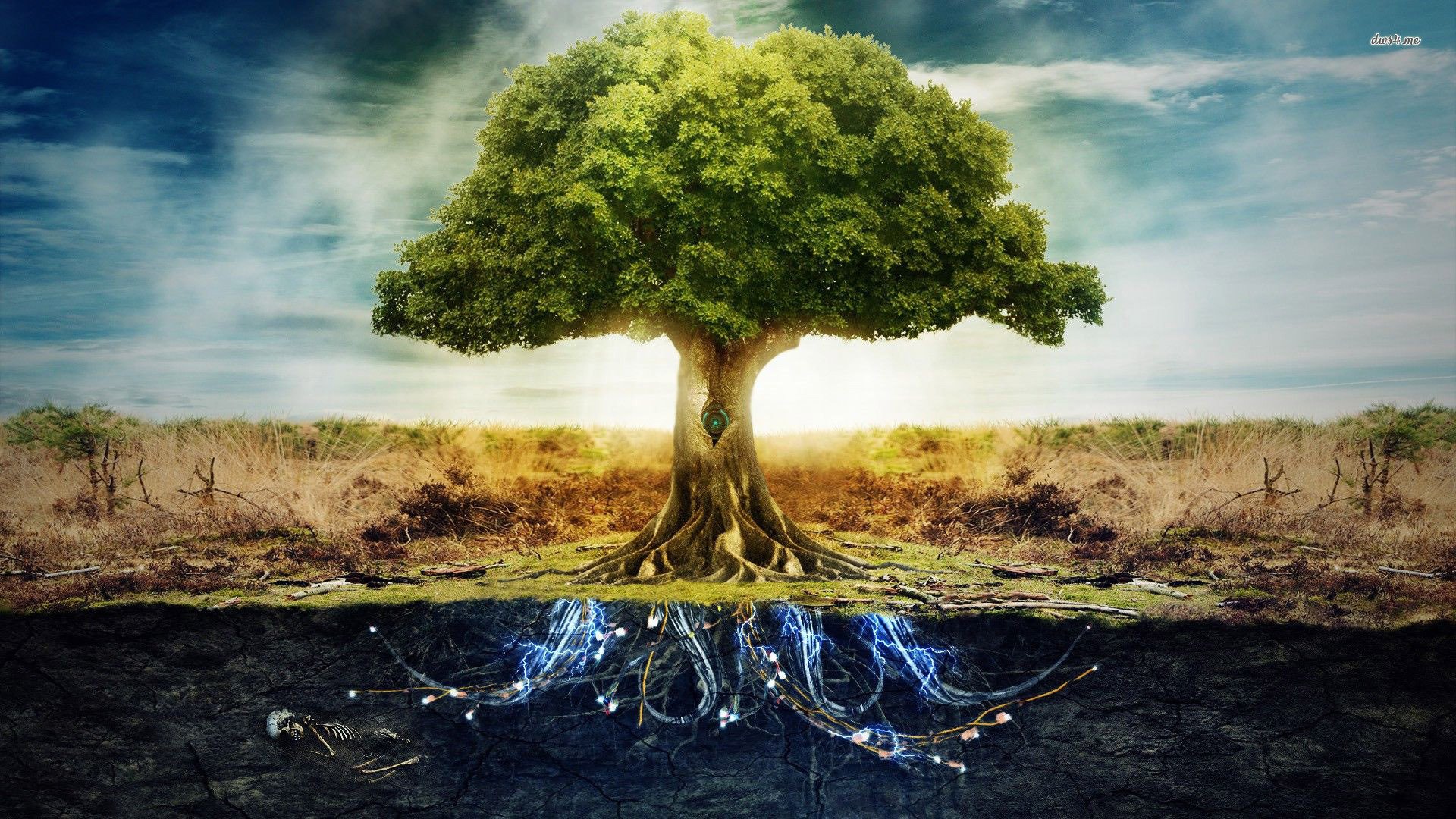 Free Download Tree Root HD Wallpapers And Backgrounds 1920x1200 For
