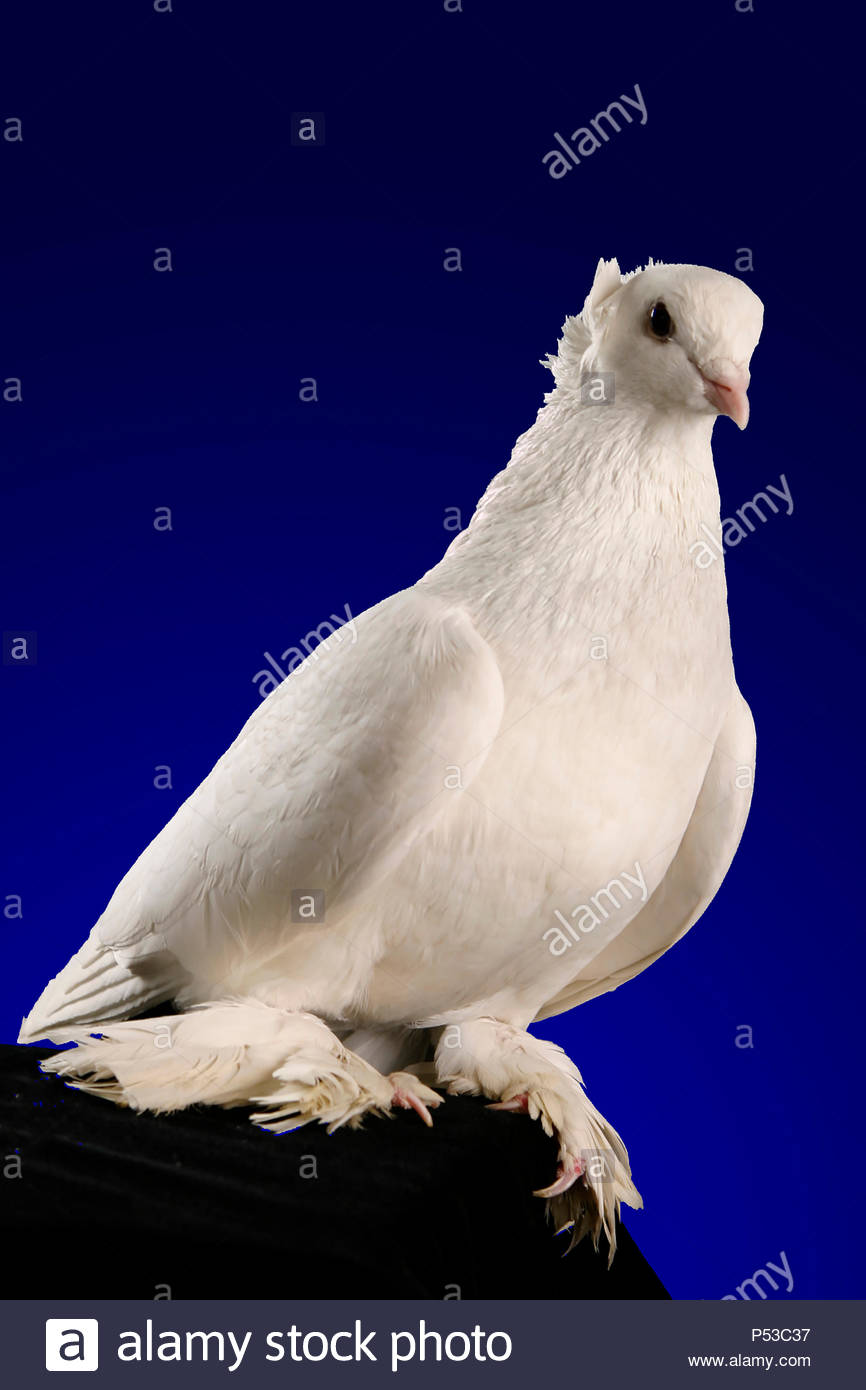 Free download International Peace Day Concept of a social holiday White ...