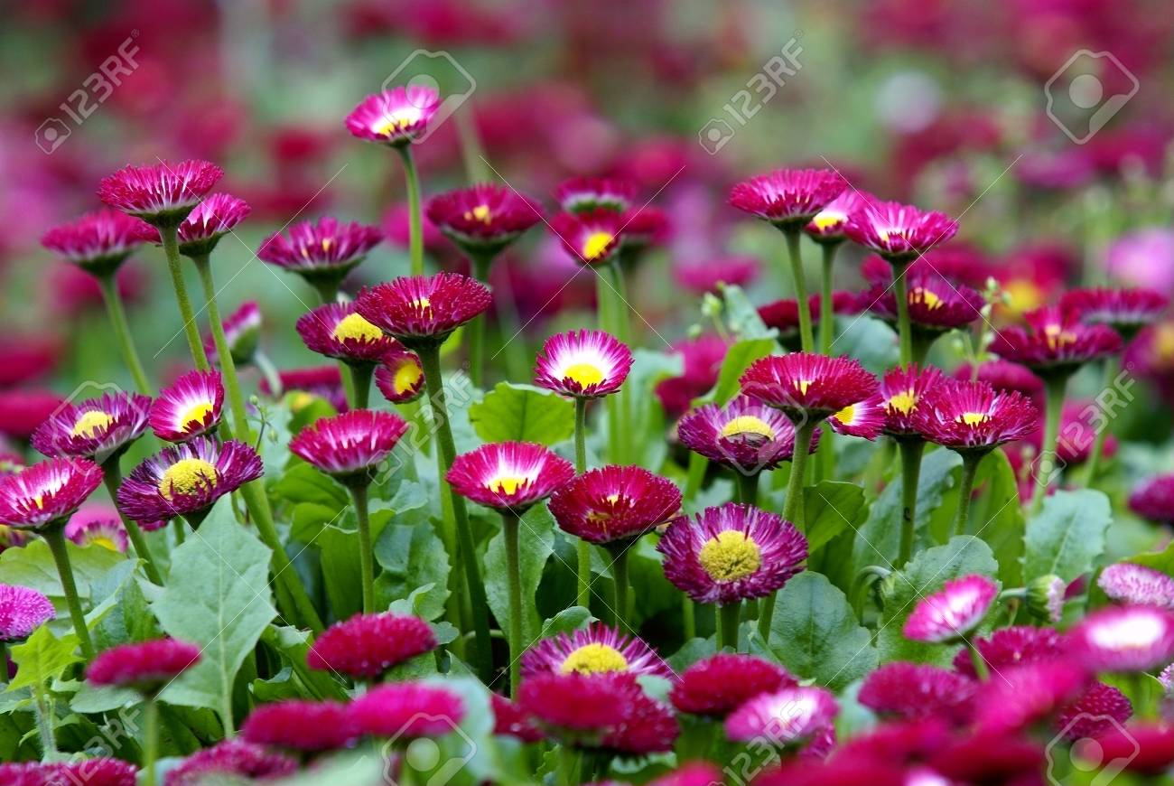 [53+] Flowerbed Background on WallpaperSafari