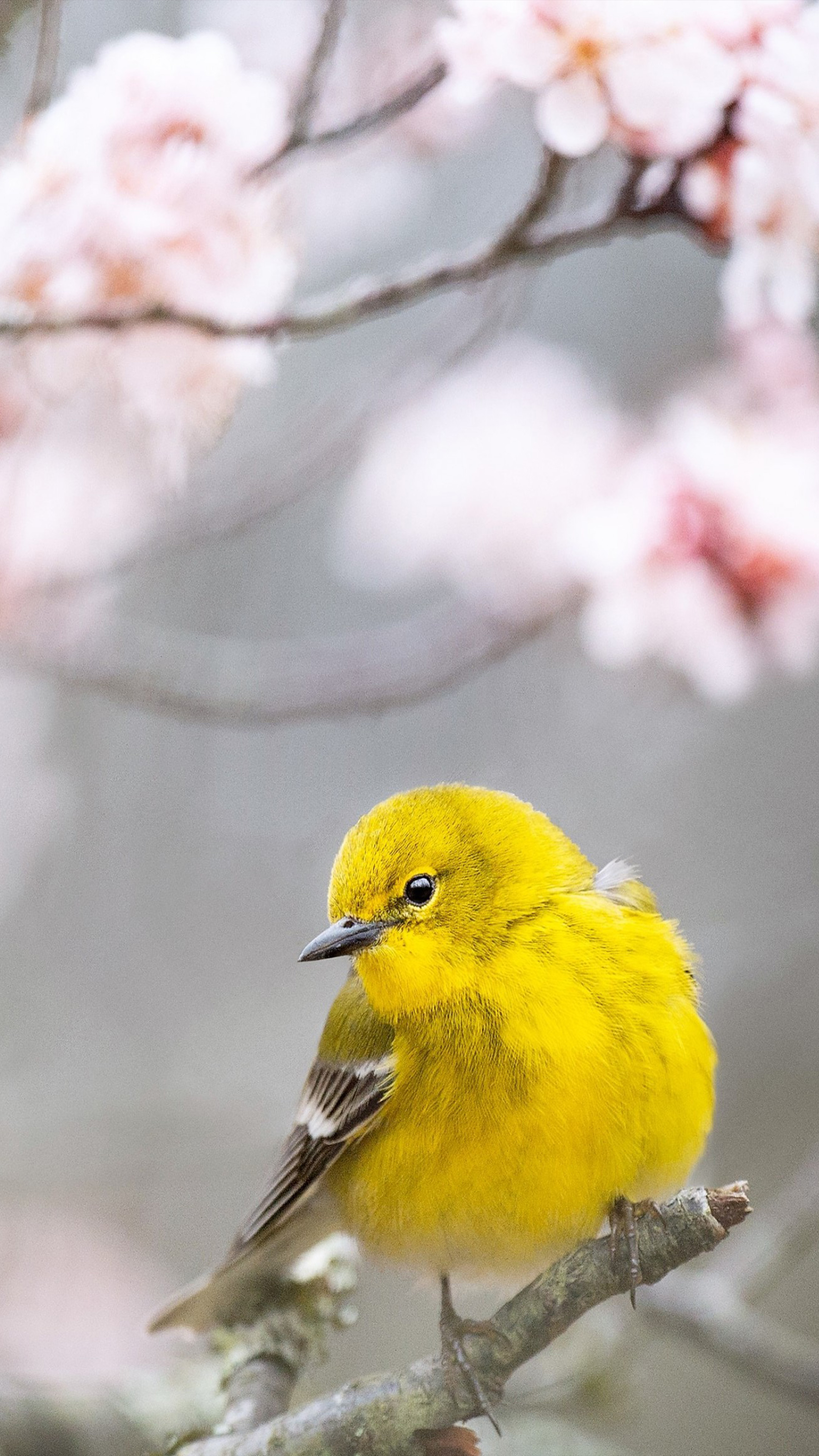 🔥 [20+] Yellow Bird Wallpapers | WallpaperSafari