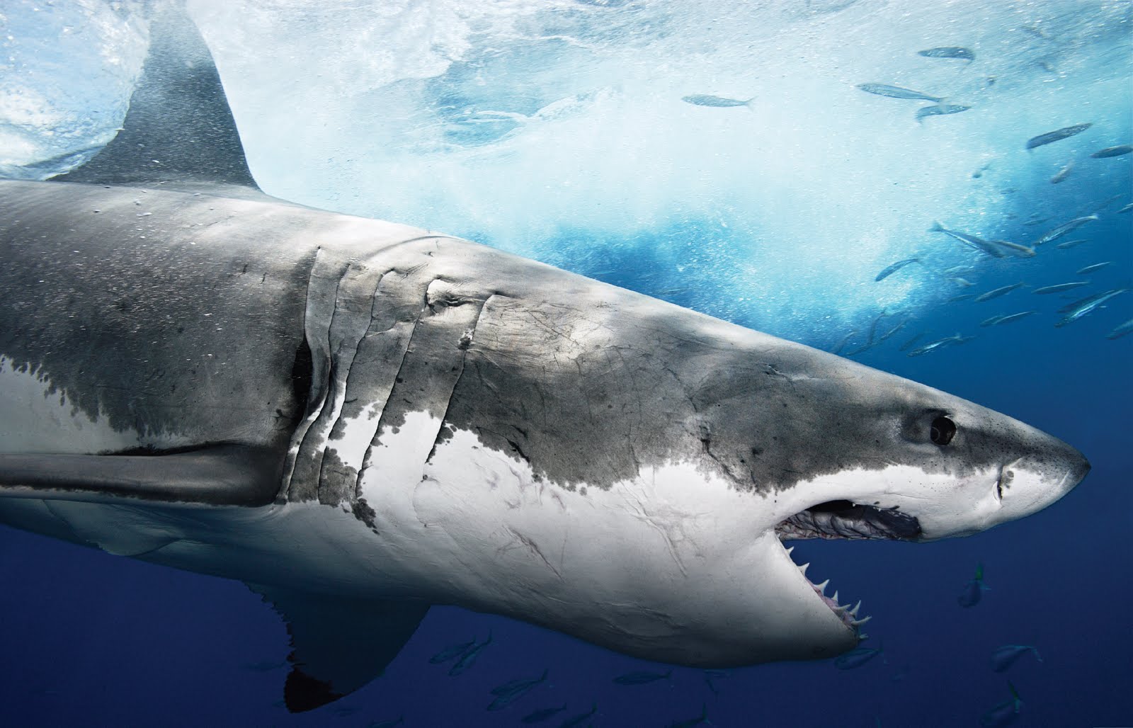 Shark Screensavers And Wallpaper WallpaperSafari Shark Screensavers And Wallpaper WallpaperSafari