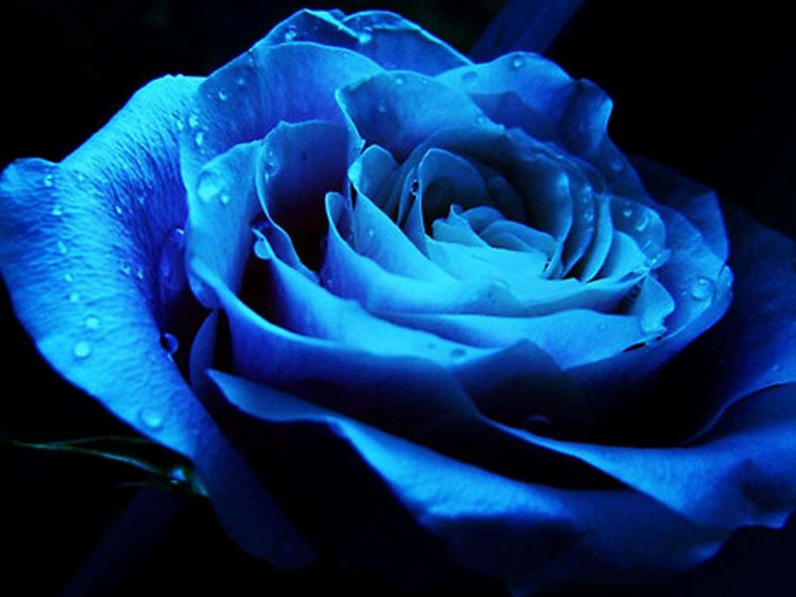 🔥 Free Download Dark Blue Rose Abstract Wallpaper by @shodges85 ...