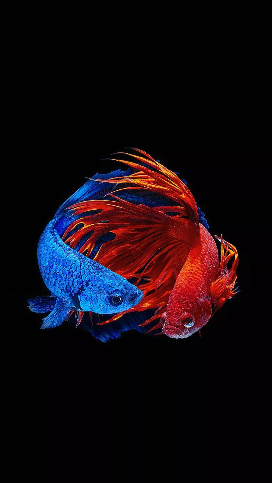🔥 Free Download Fish Iphone Wallpaper by @robinrobinson | WallpaperSafari