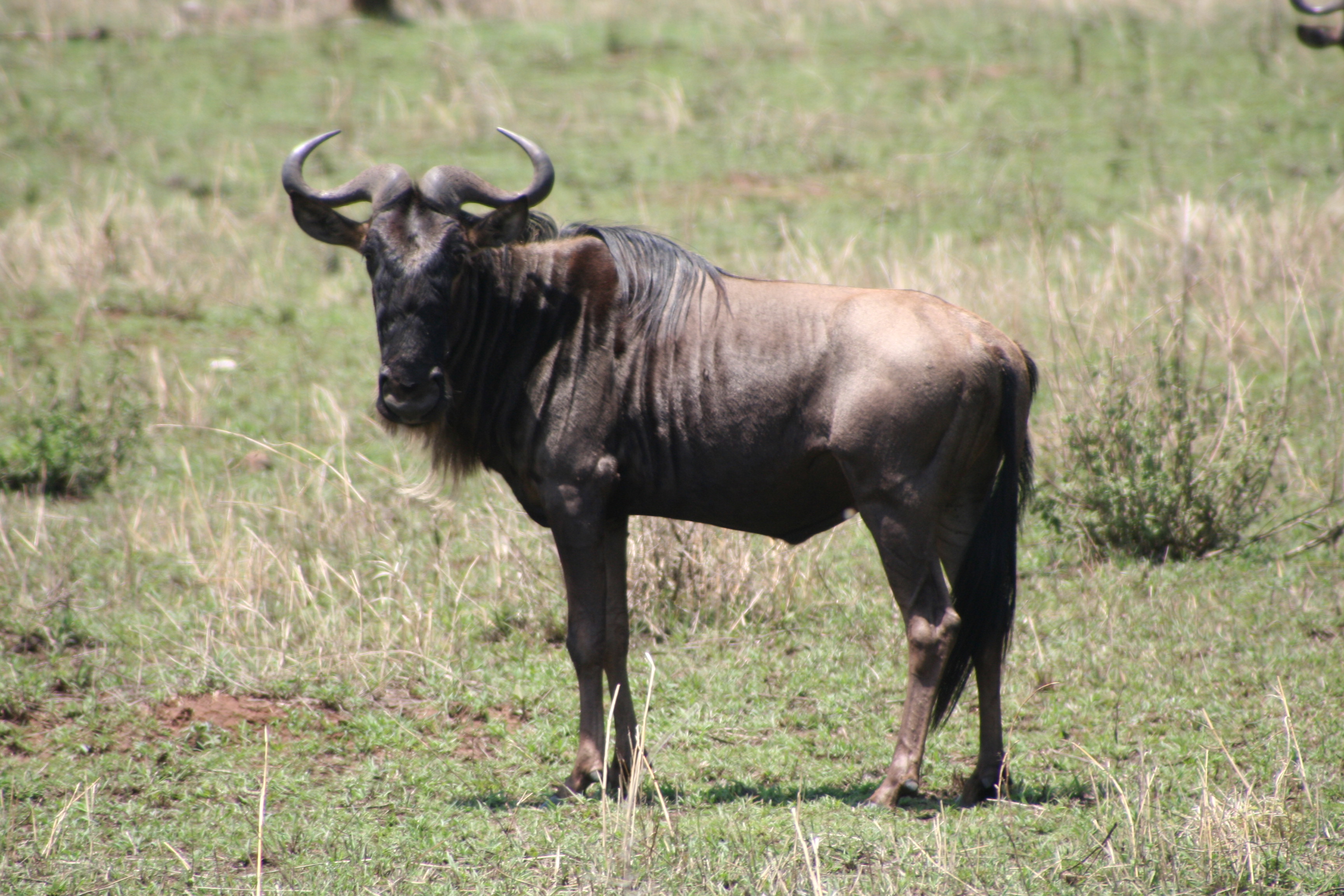 🔥 Free Download Wildebeest Wallpaper Animal Hq Picture by ...