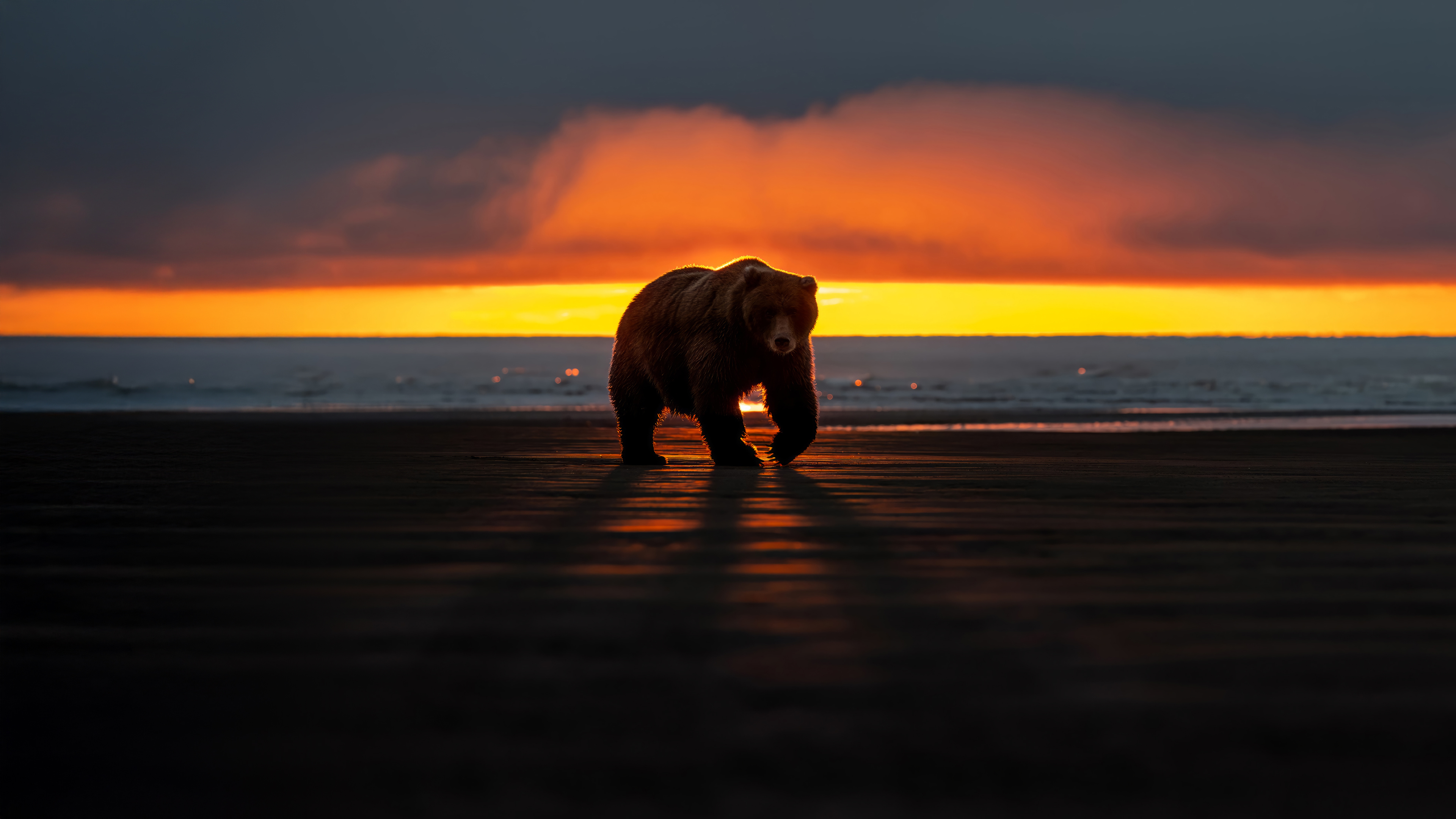 🔥 [60+] Bear Wallpapers | WallpaperSafari