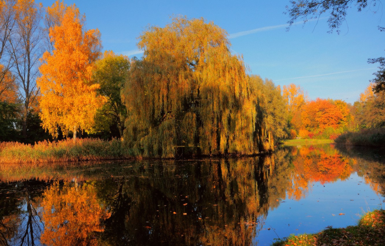 Free download Wallpaper autumn trees pond foliage Netherlands Holland ...