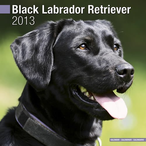 Labrador Retriever Wallpaper Border