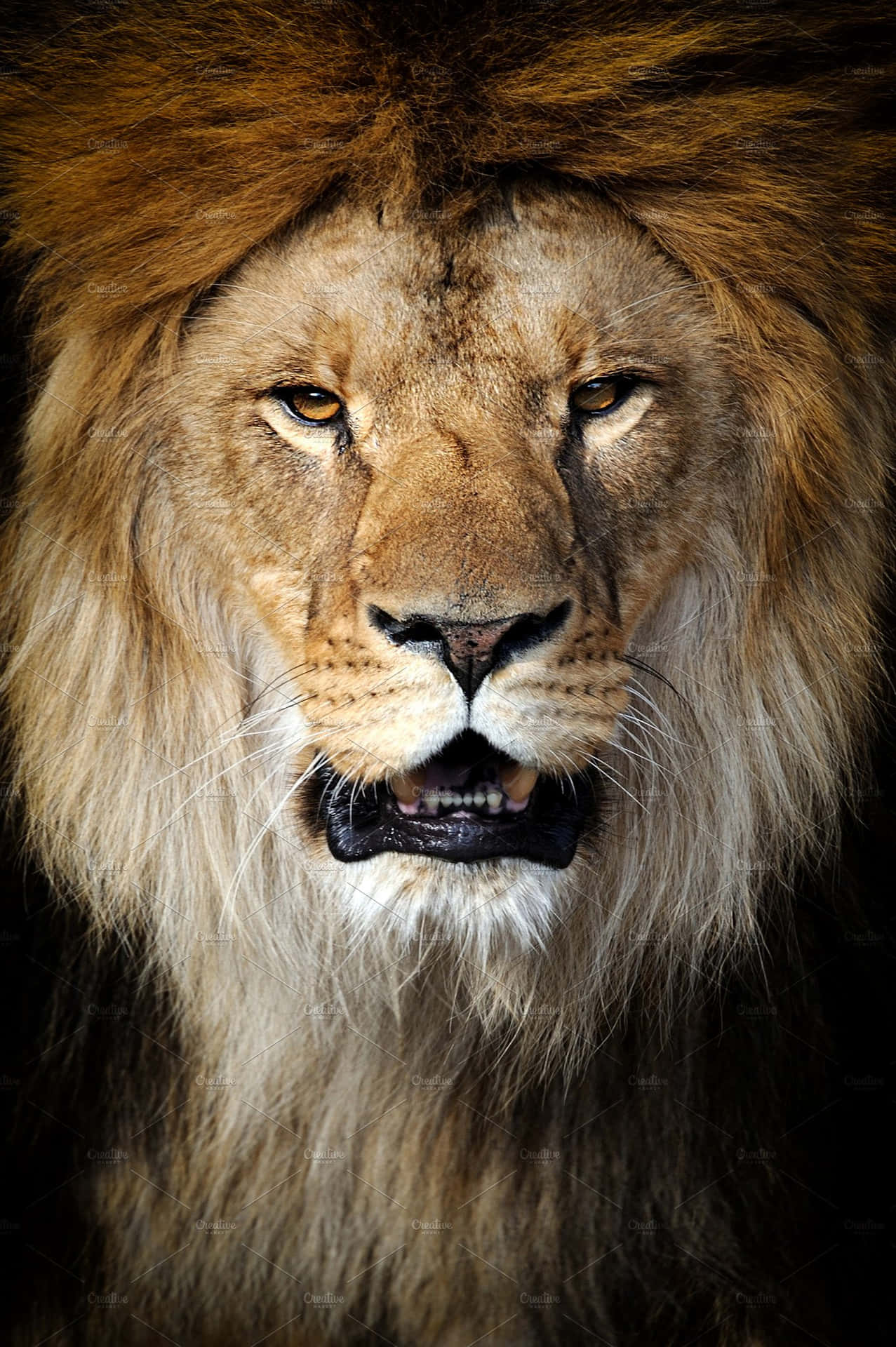 🔥 [40+] Lion Face Wallpapers | WallpaperSafari