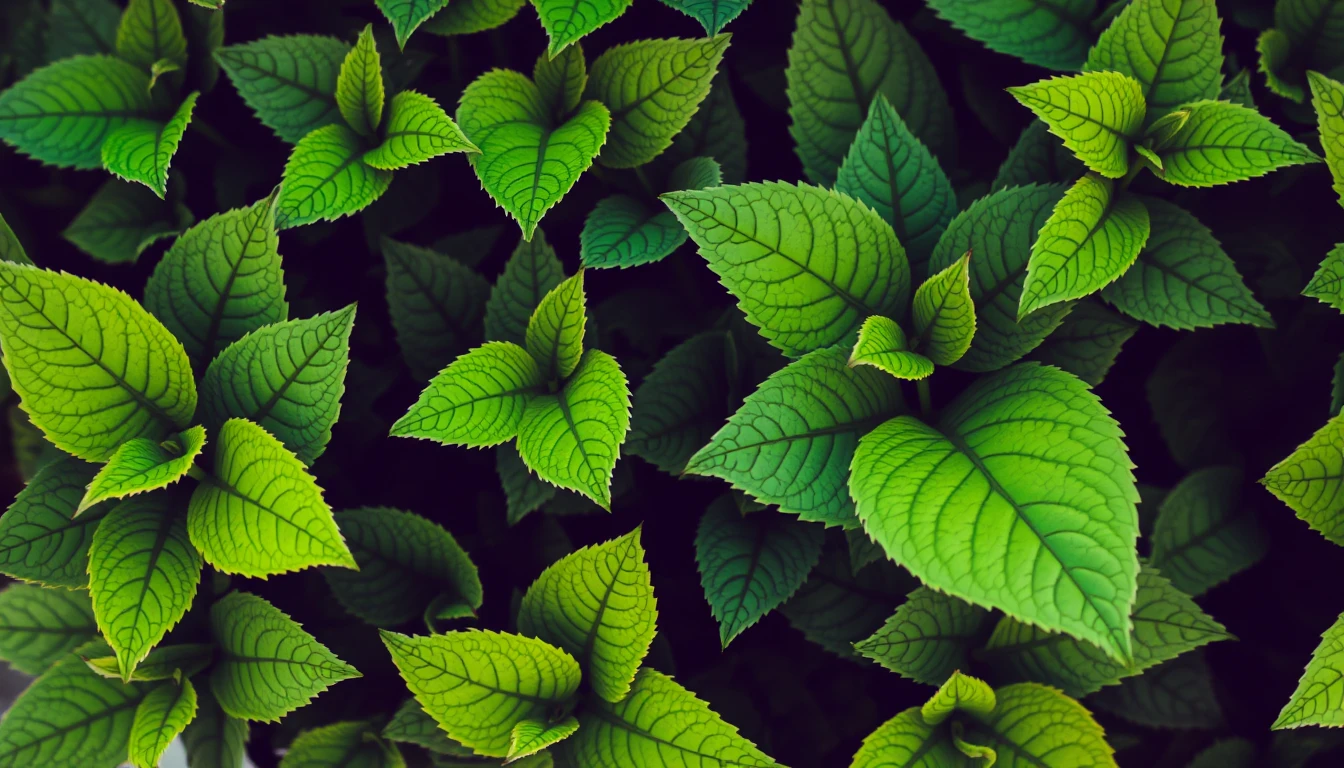 🔥 Free Download Pot Leaves Wallpaper by @dsaunders | WallpaperSafari