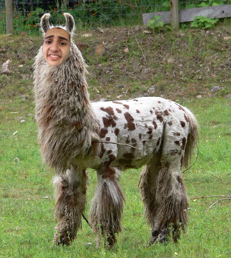 🔥 Free Download As Llama A Twaimz by @rshelton | WallpaperSafari
