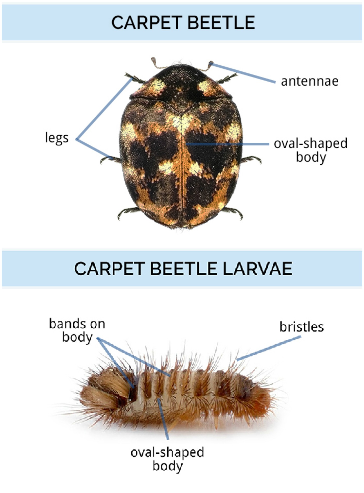 🔥 Free Download Identify Carpet Beetle Infestation At Sarah Gooding ...