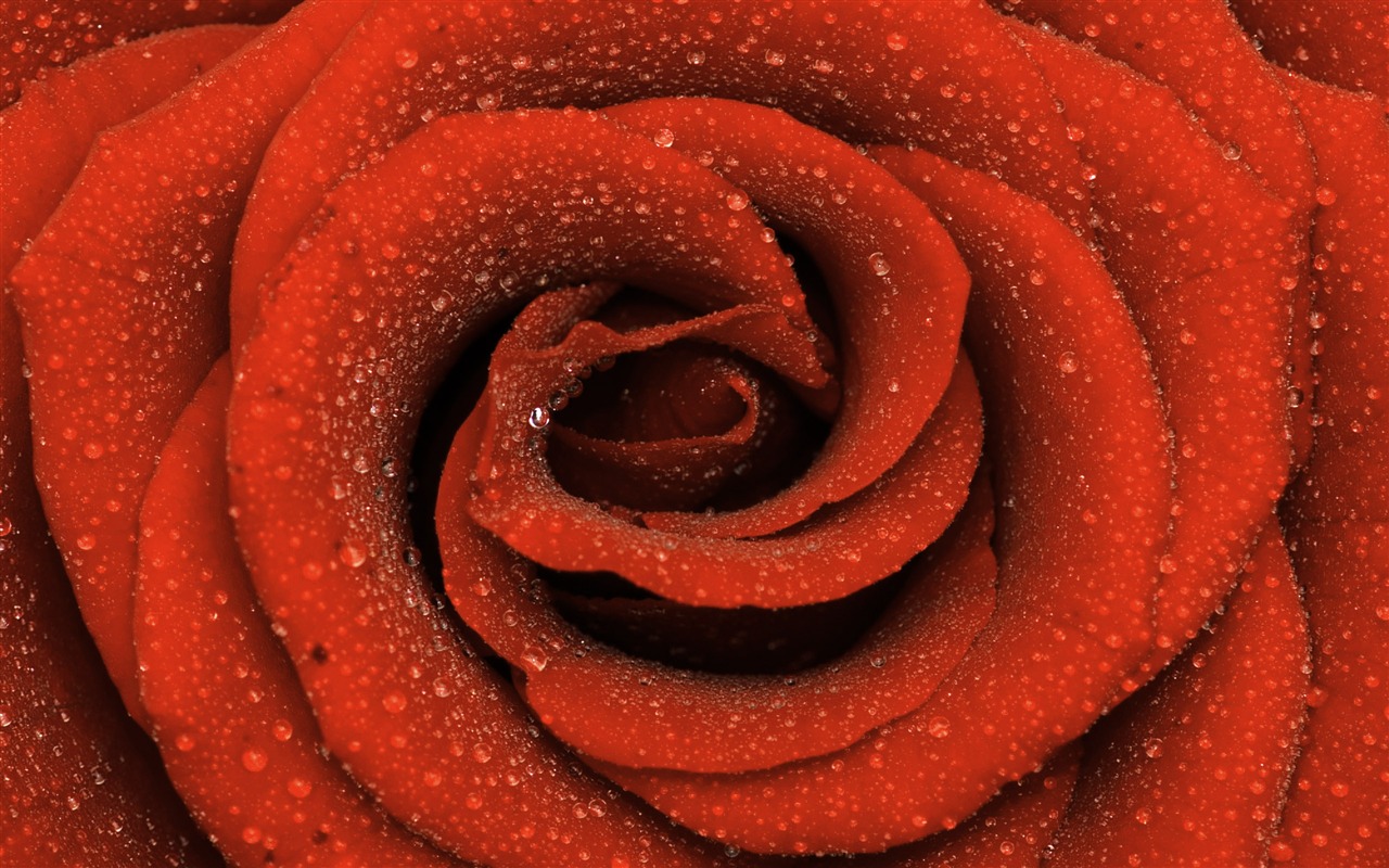 🔥 Free Download Large Rose Wallpaper Foto by @cstrickland93 ...