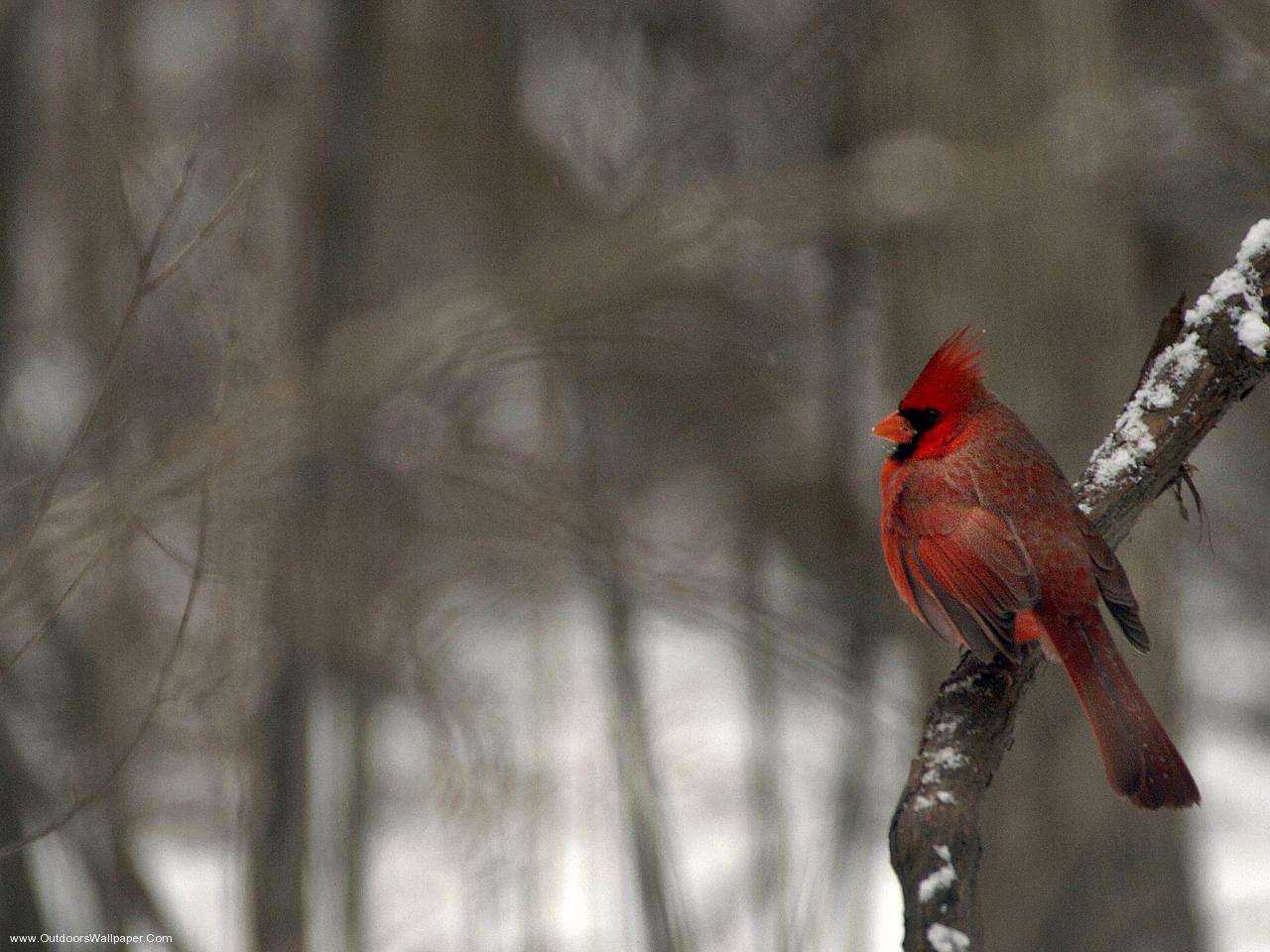 Cardinal Bird Wallpaper - WallpaperSafari