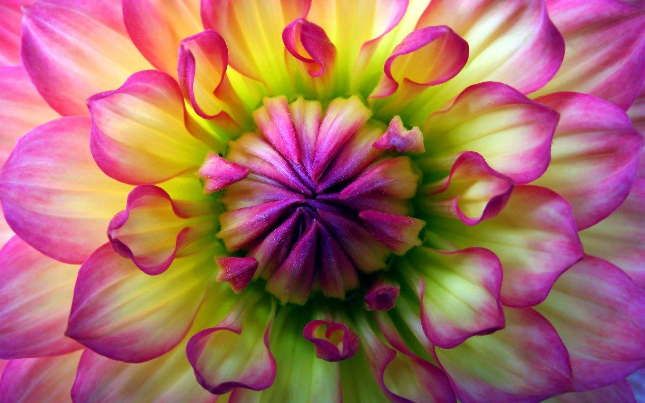 🔥 [50+] Google Flower Wallpapers | WallpaperSafari