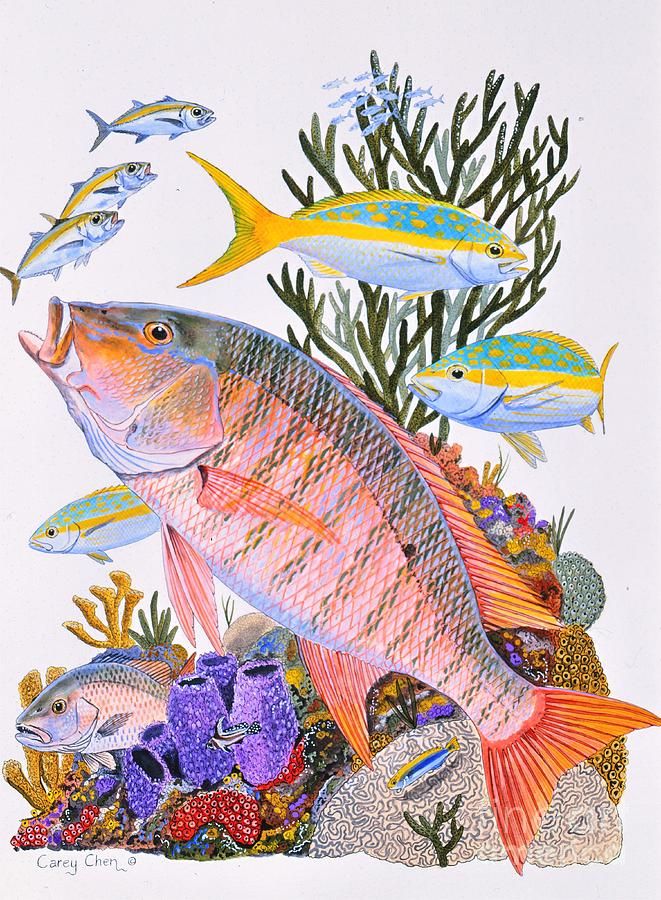 🔥 Free Download Mutton Snapper Reef By Carey Chen Fish Drawings Art by ...