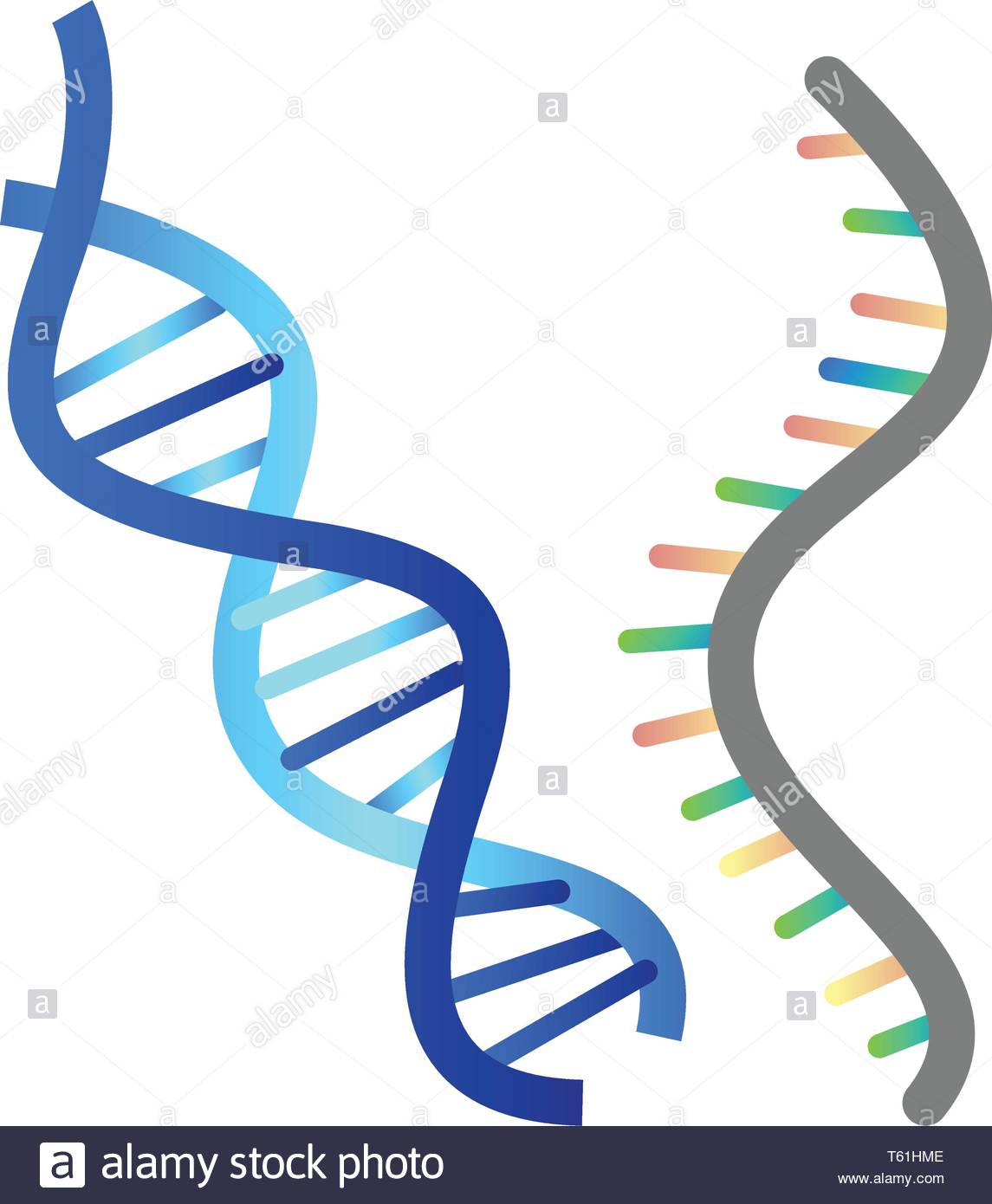 Free Download Dna And Rna Vector Illustration On White Background Stock