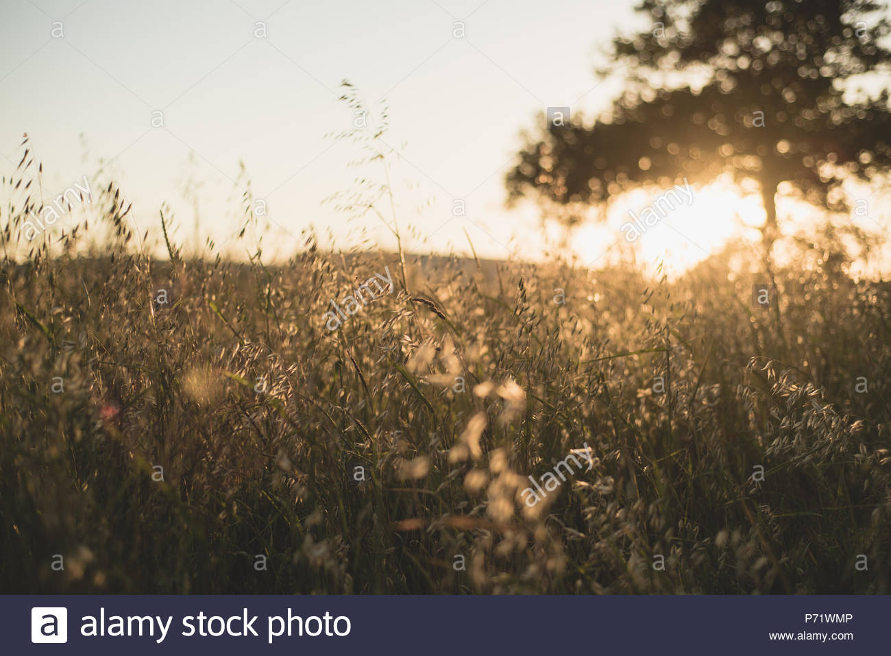 [42+] Sunlit Backgrounds | WallpaperSafari