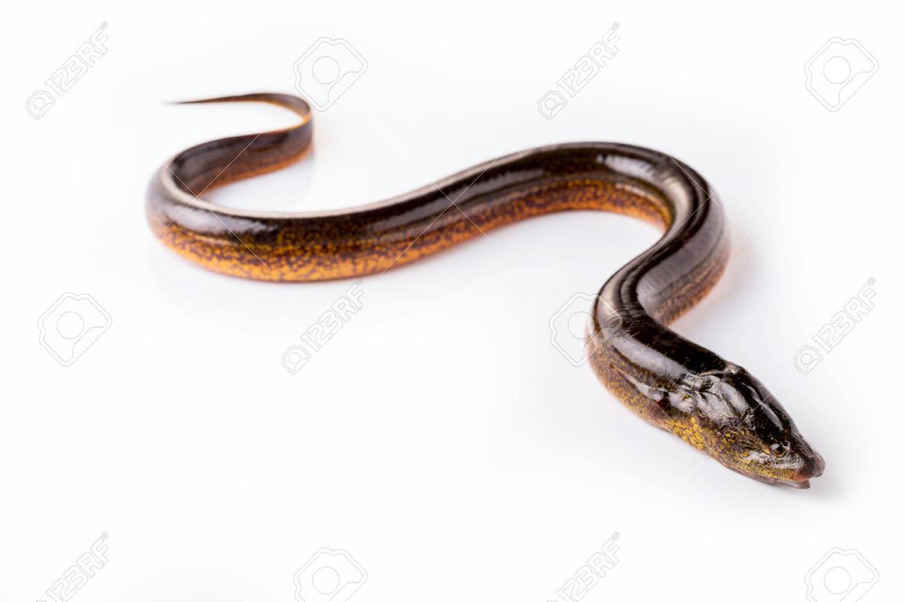 🔥 Free download Long Eel On A White Background Stock Photo Picture And ...