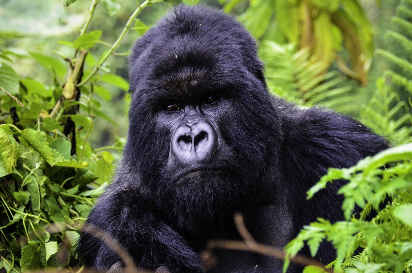 🔥 Free Download Silverback Mountain Gorilla Wallpaper Desktop Tracking ...