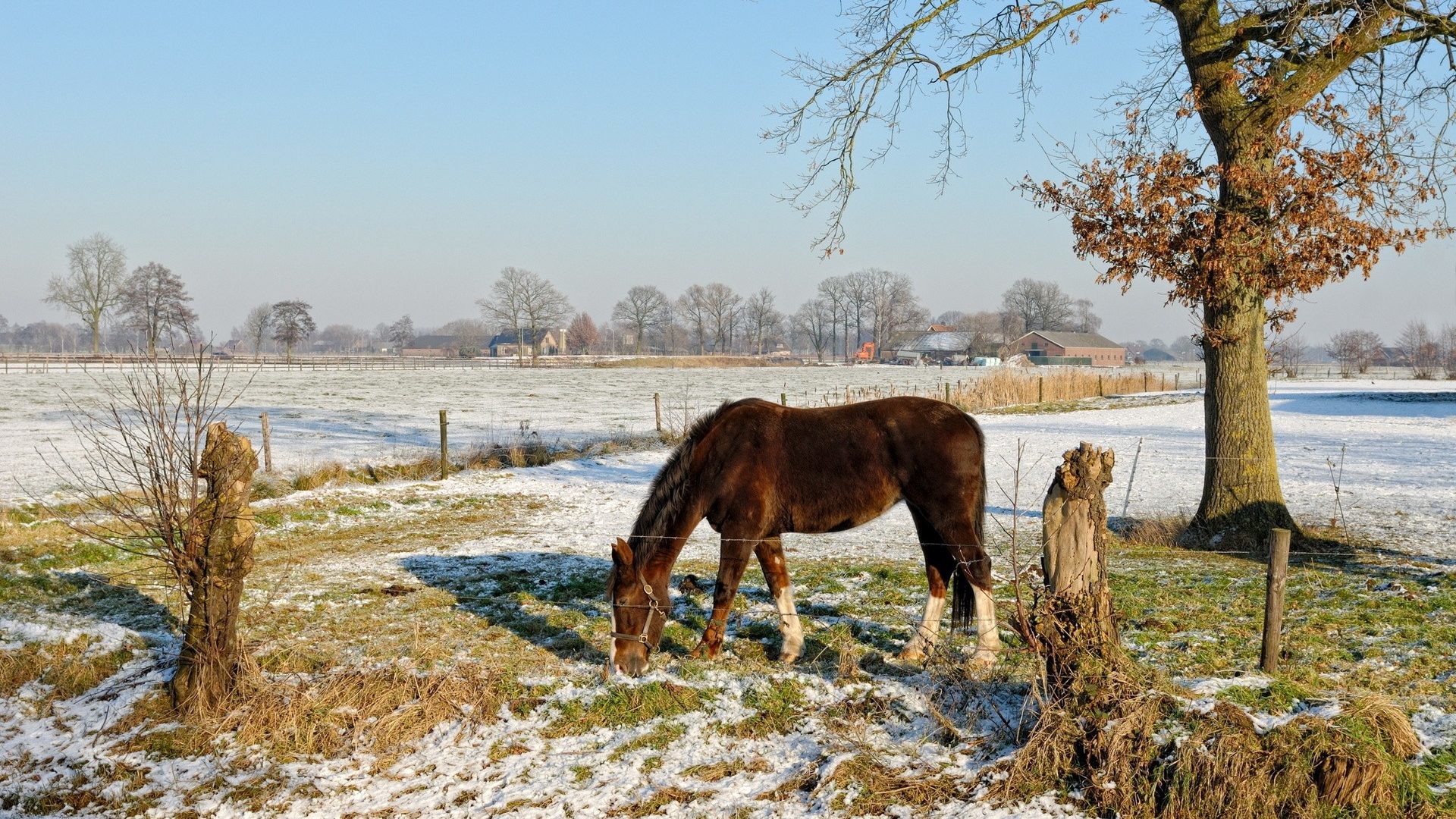 🔥 Free Download Farm Animals Wallpaper by @eswanson87 | WallpaperSafari