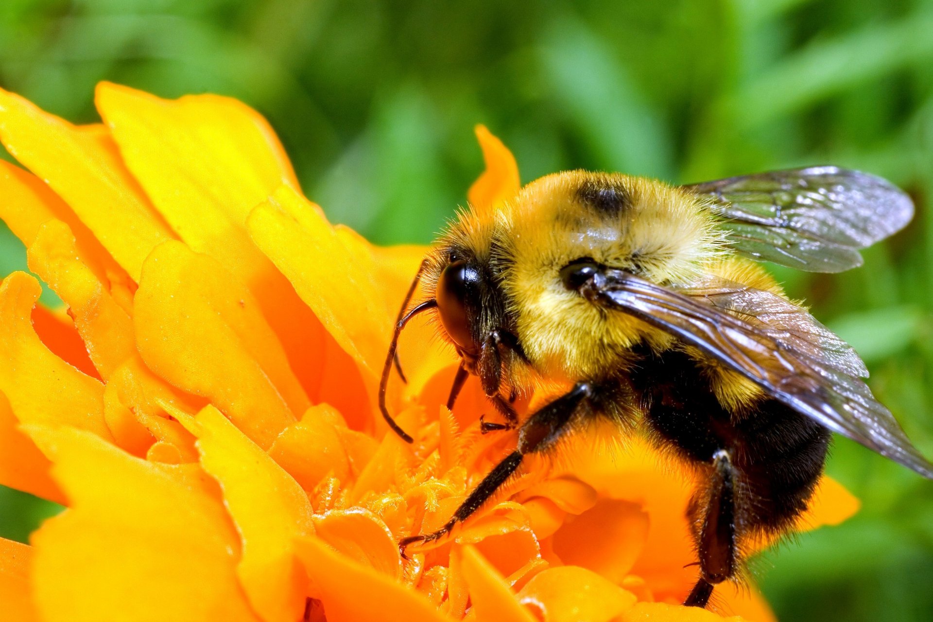 🔥 [40+] Bee Wallpapers | WallpaperSafari