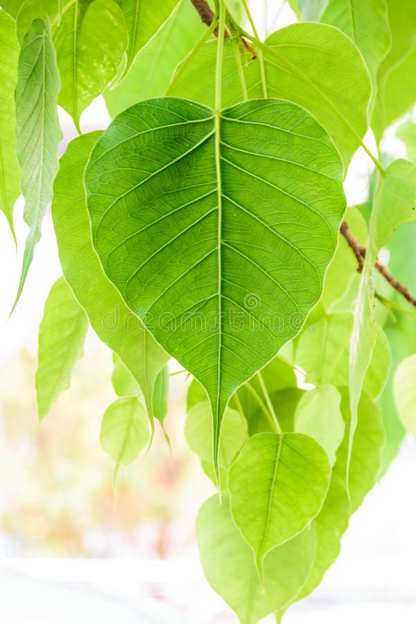 🔥 Free Download Photo About Bodhi Or Peepal Leaf From The Tree Image Of ...