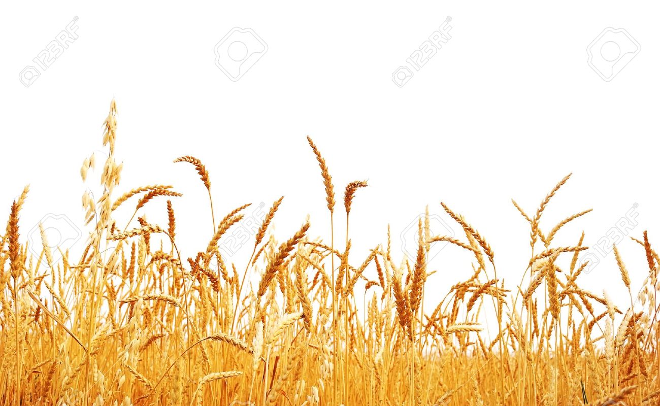 🔥 Free download Crops clipart transparent background Crops transparent ...