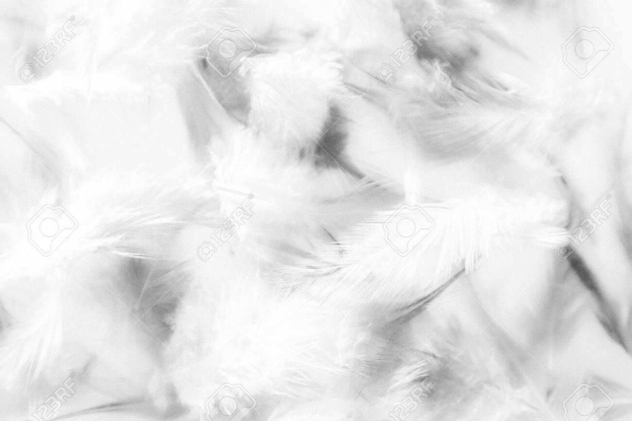 🔥 [20+] White Feather Wallpapers | WallpaperSafari
