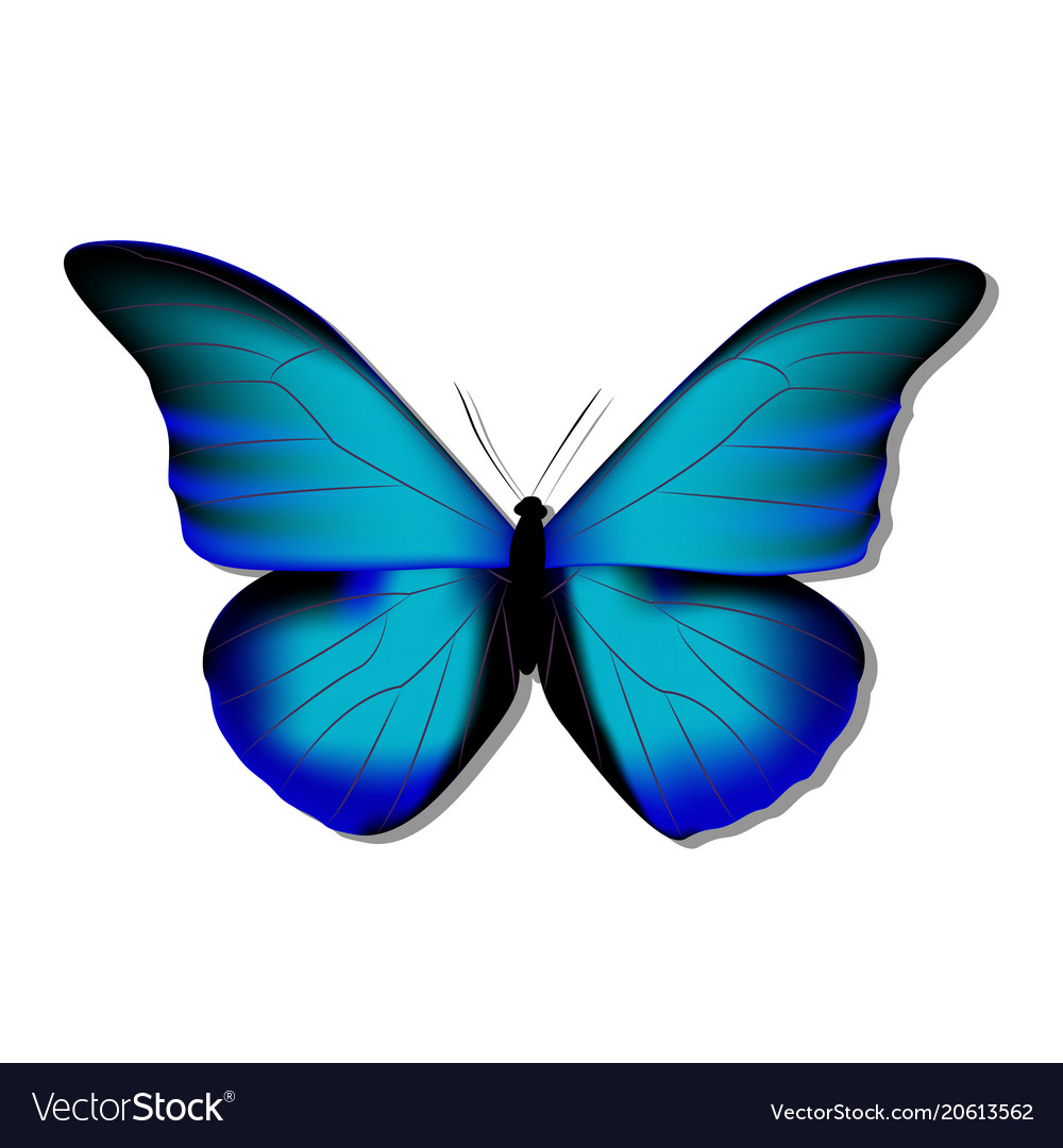 🔥 [36+] Morph Background | WallpaperSafari