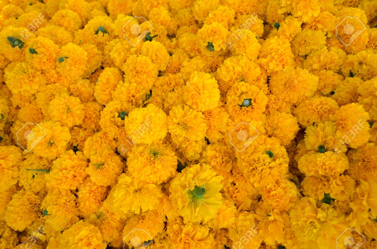 🔥 [40+] Marigold Background | WallpaperSafari