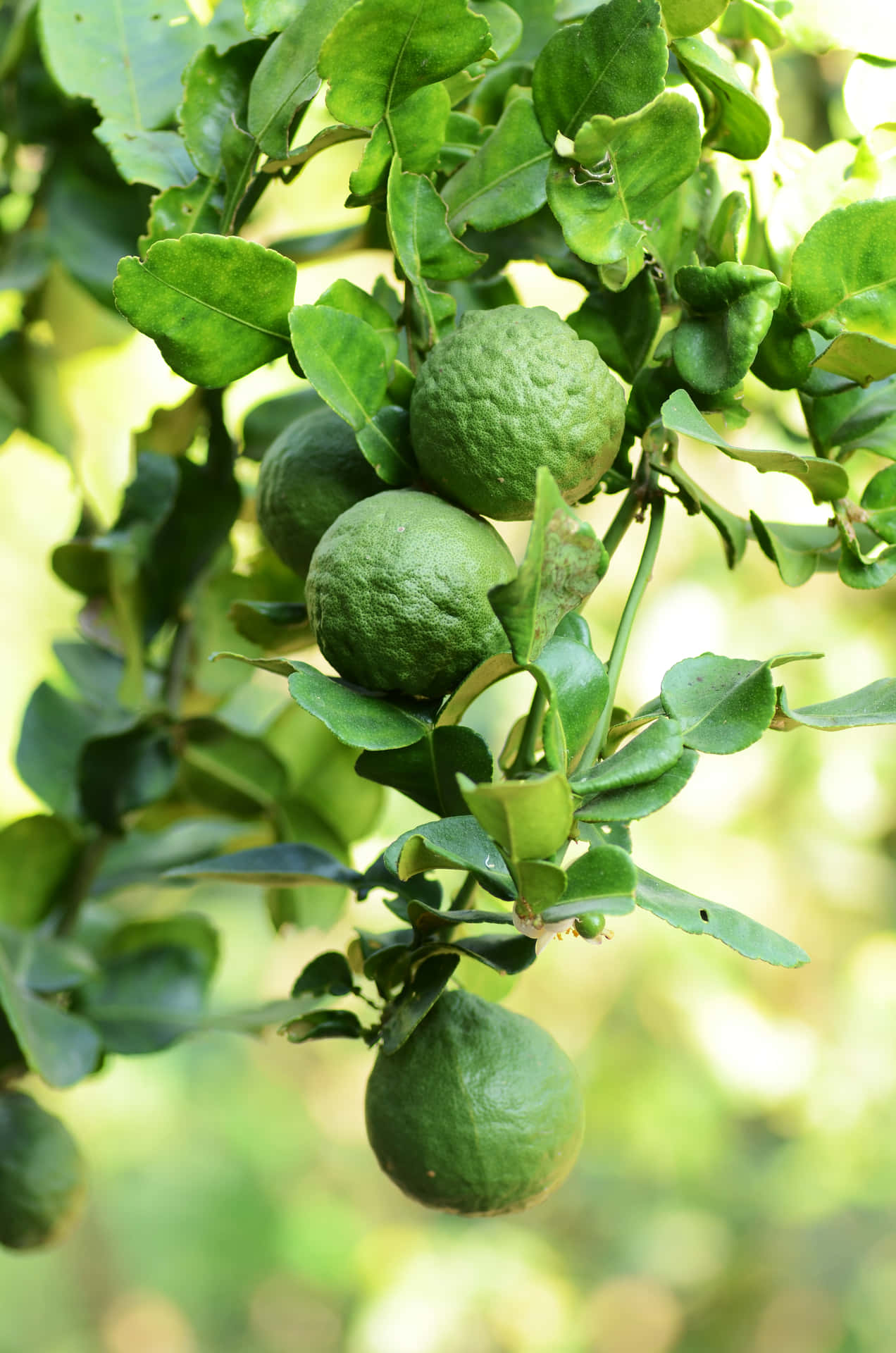 🔥 Free Download Wild Green Kaffir Lime Citrus Fruits Wallpaper by ...