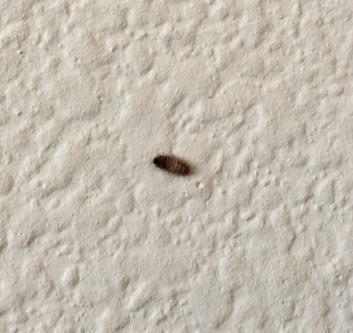 🔥 Free Download How Common Are Carpet Beetles At Jill Sapp Wallpaper by ...