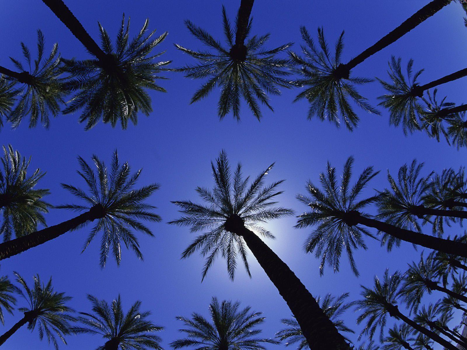 Free Download Palm Trees Wallpapers 1600x1200 For Your Desktop