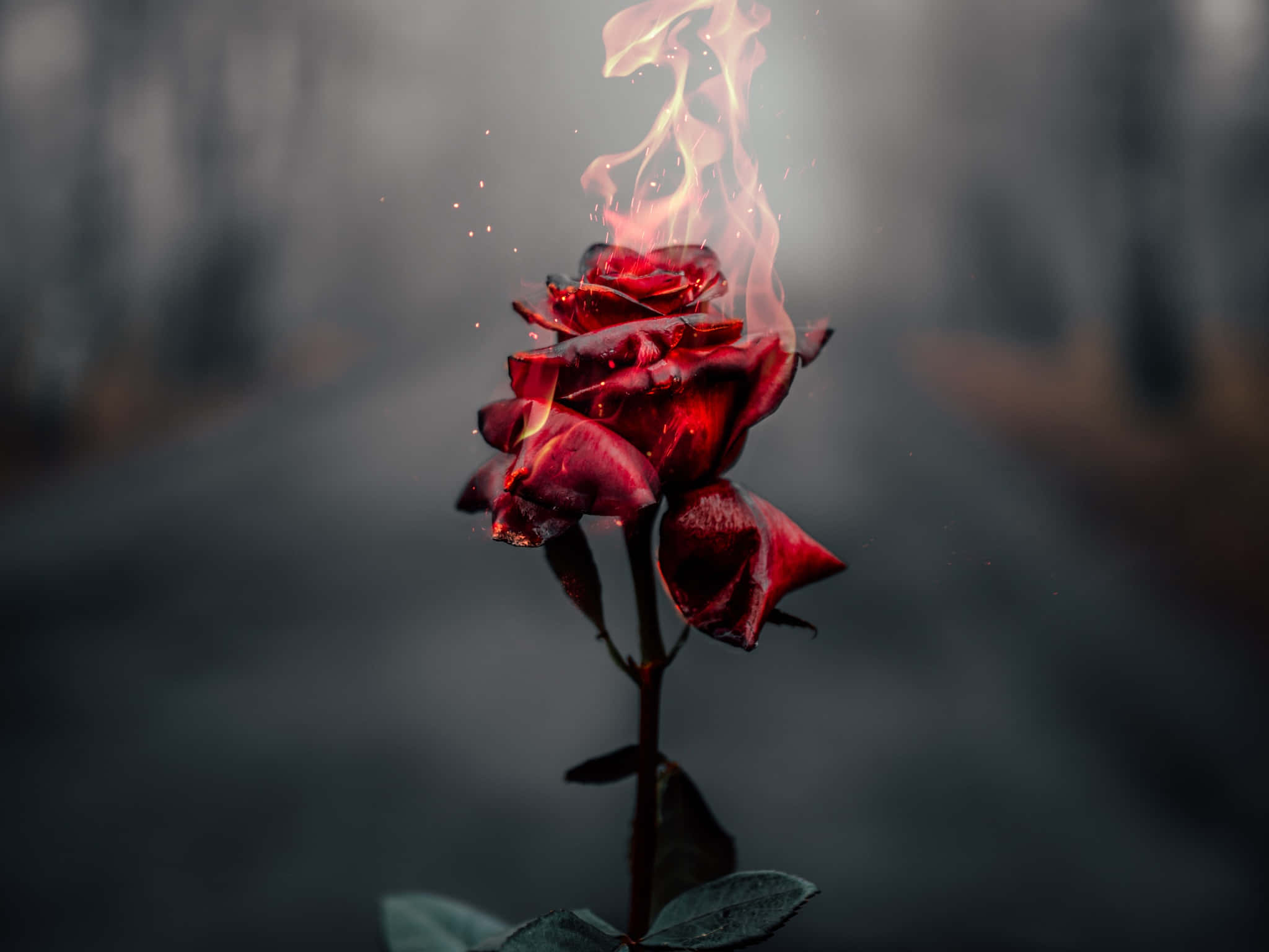 🔥 [50+] Red Flower Aesthetic Wallpapers | WallpaperSafari