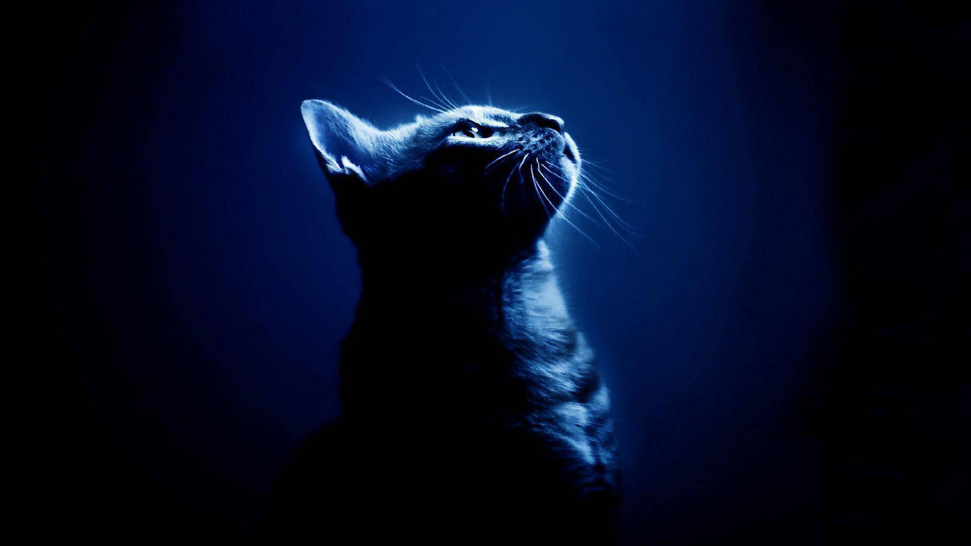 🔥 [50+] Cat Art Wallpapers | WallpaperSafari