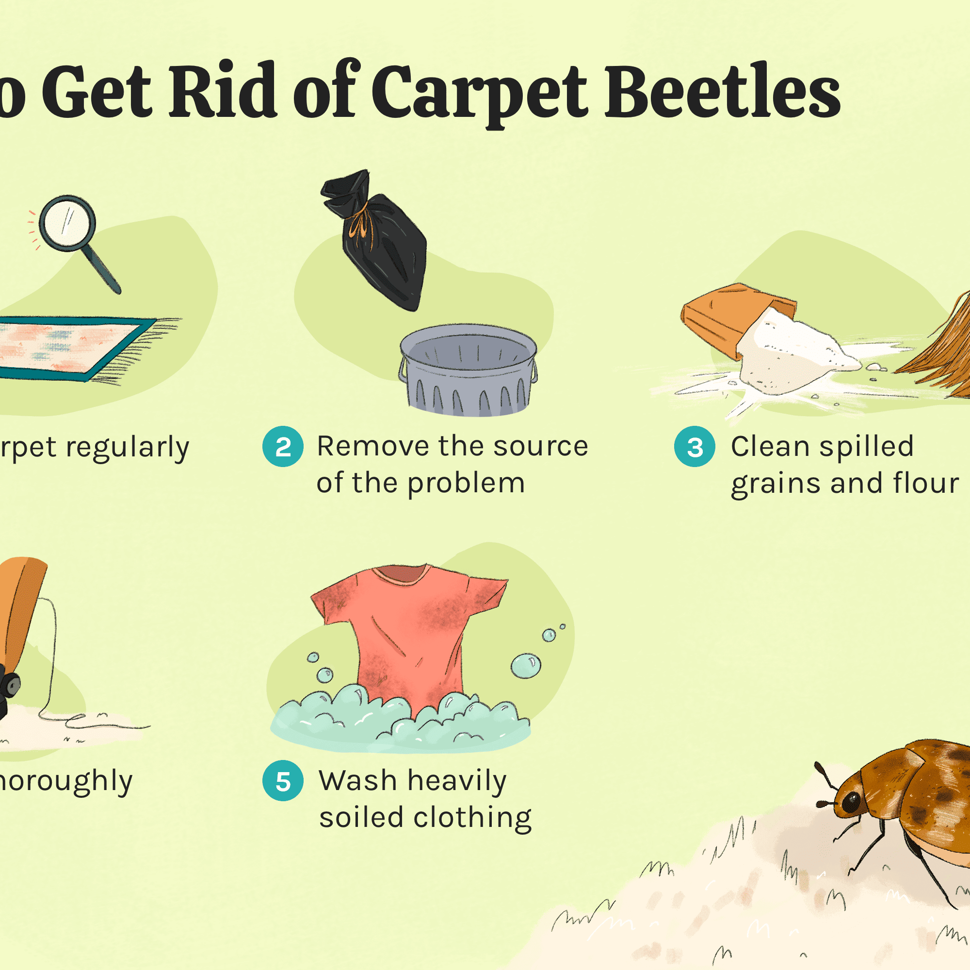 🔥 Free Download Carpet Beetle Life Cycle Wallpaper by @sreed50 ...
