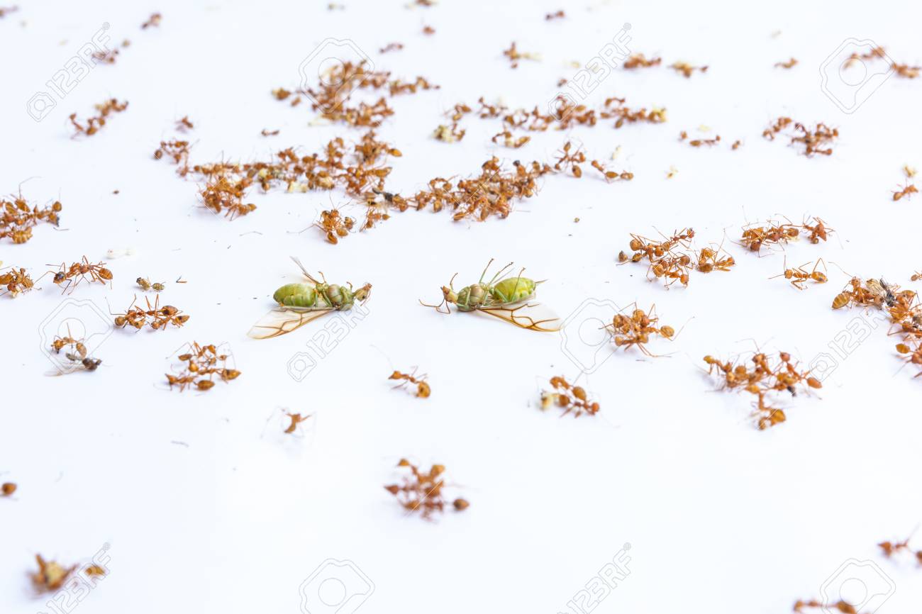 Free download Download Free png Ants PNG images free download ant PNG ...