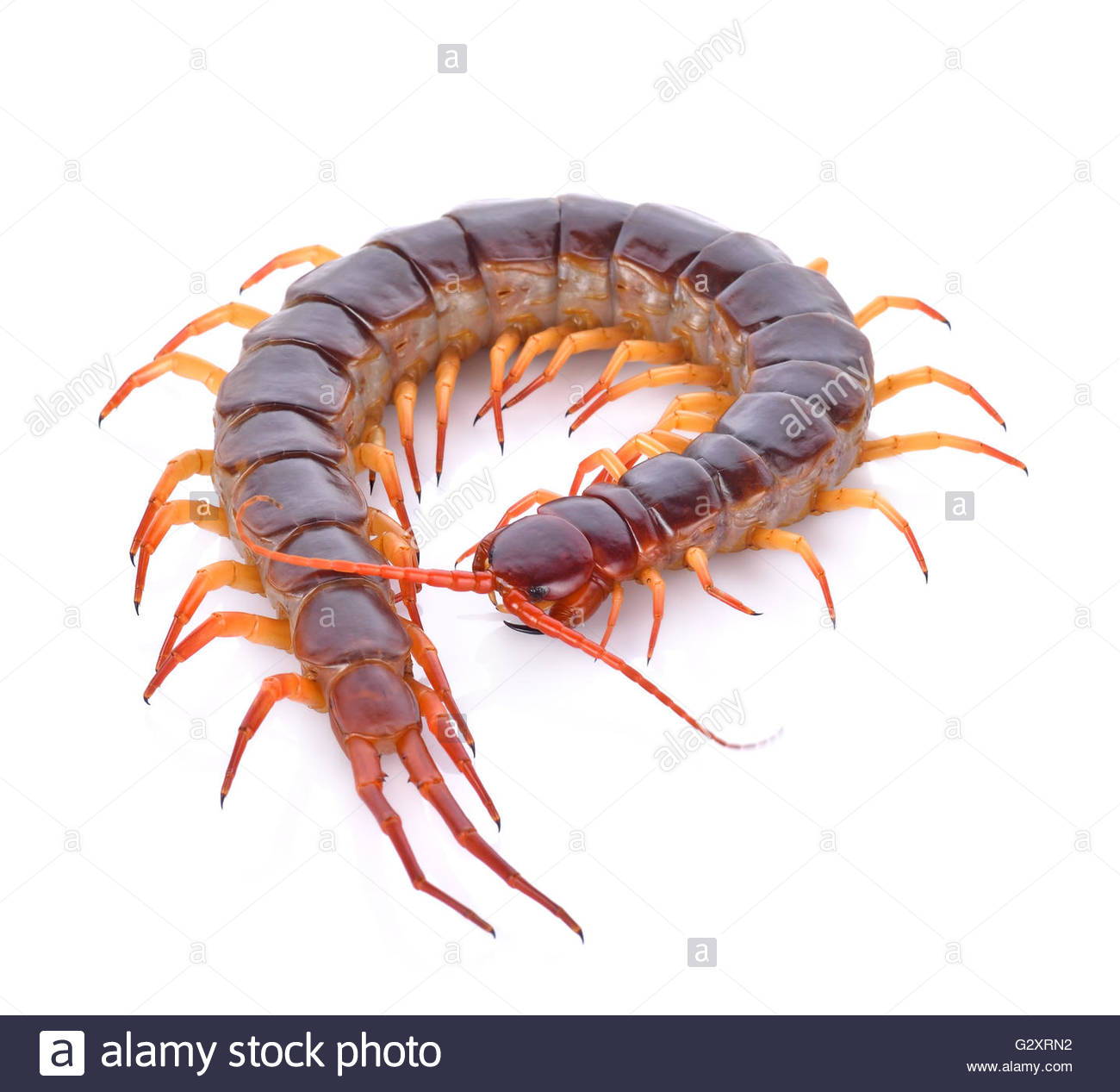 Free download centipede on white background Stock Photo 229662234 Alamy ...