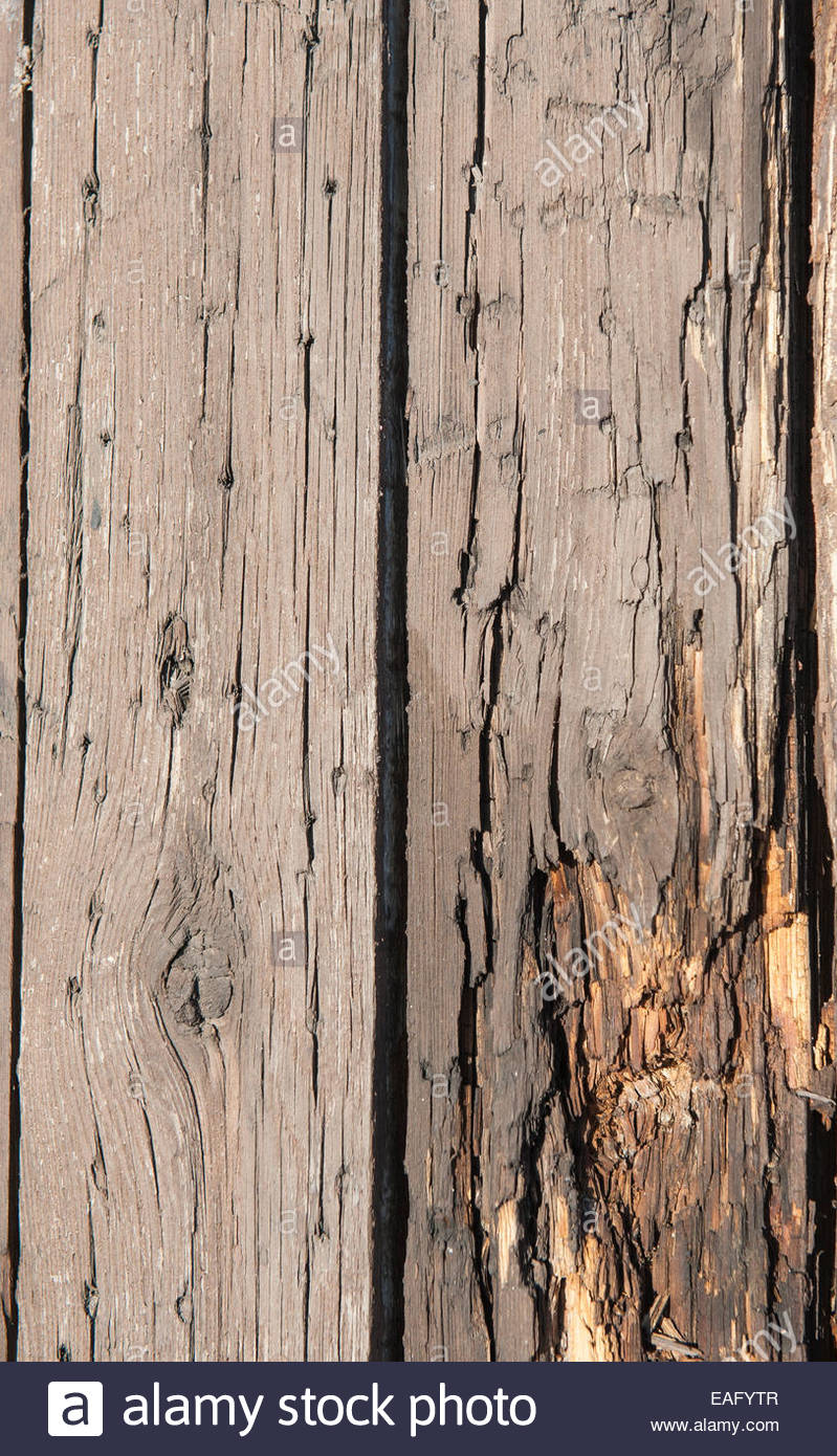 [28+] Rotting Wallpaper | WallpaperSafari