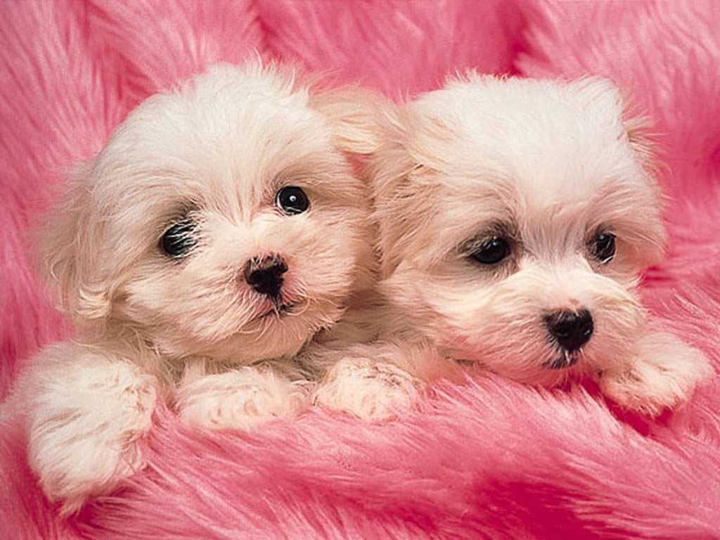 🔥 Free Download Pink Puppies Wallpaper by @christopherwilson ...