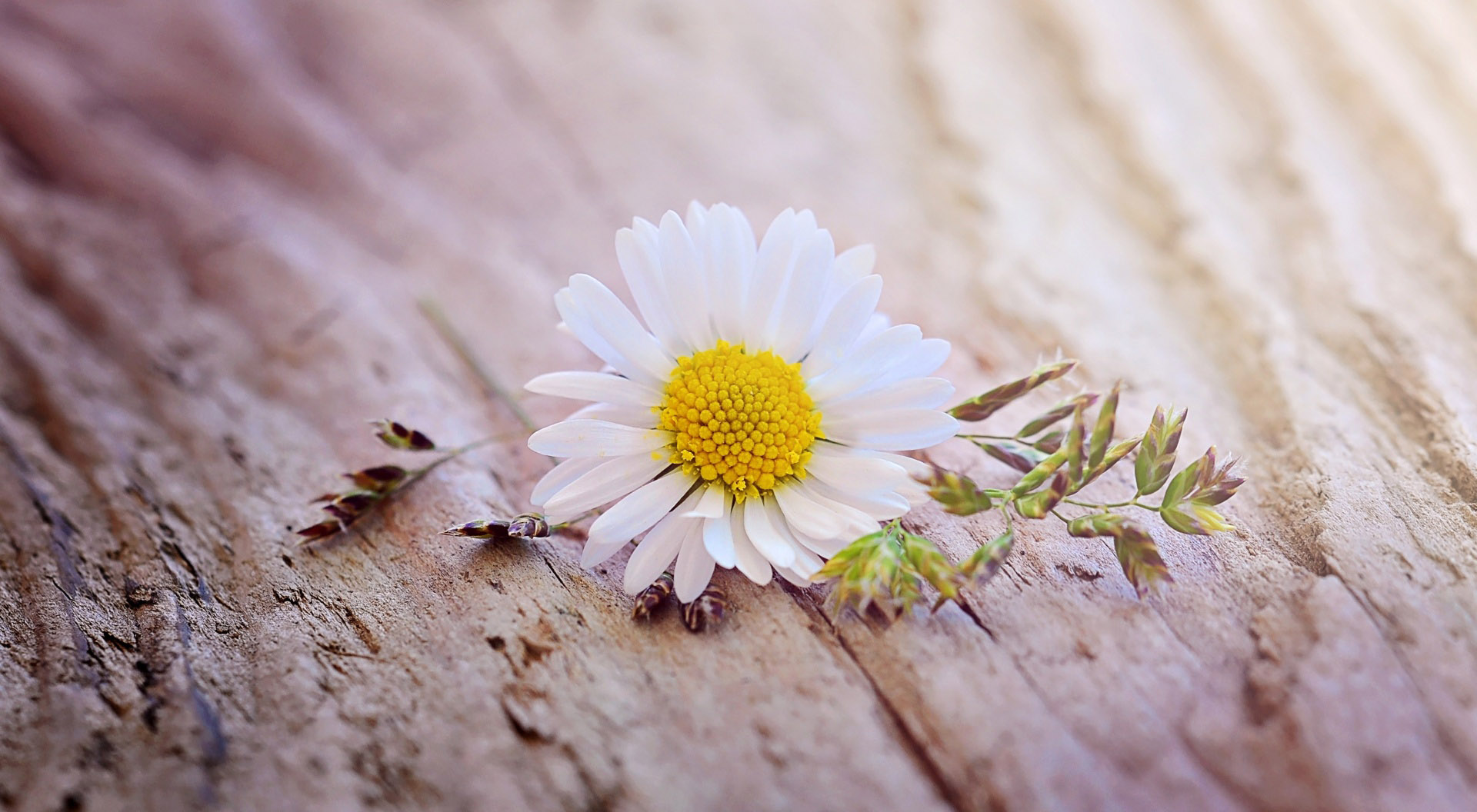 🔥 Free Download Desktop Daisy Hd Wallpaper by @zacharyrodriguez ...