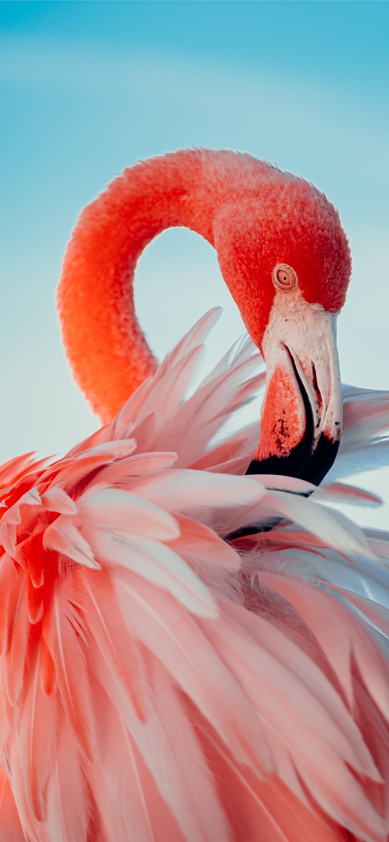 🔥 Free Download Pink Flamingo In Close Up Photography Iphone Wallpaper ...