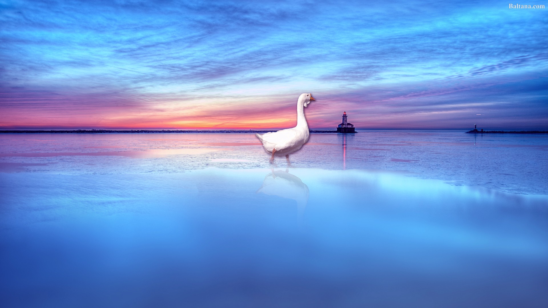 🔥 [40+] Goose Wallpapers | WallpaperSafari