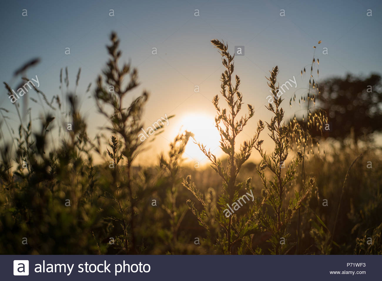 [42+] Sunlit Backgrounds | WallpaperSafari