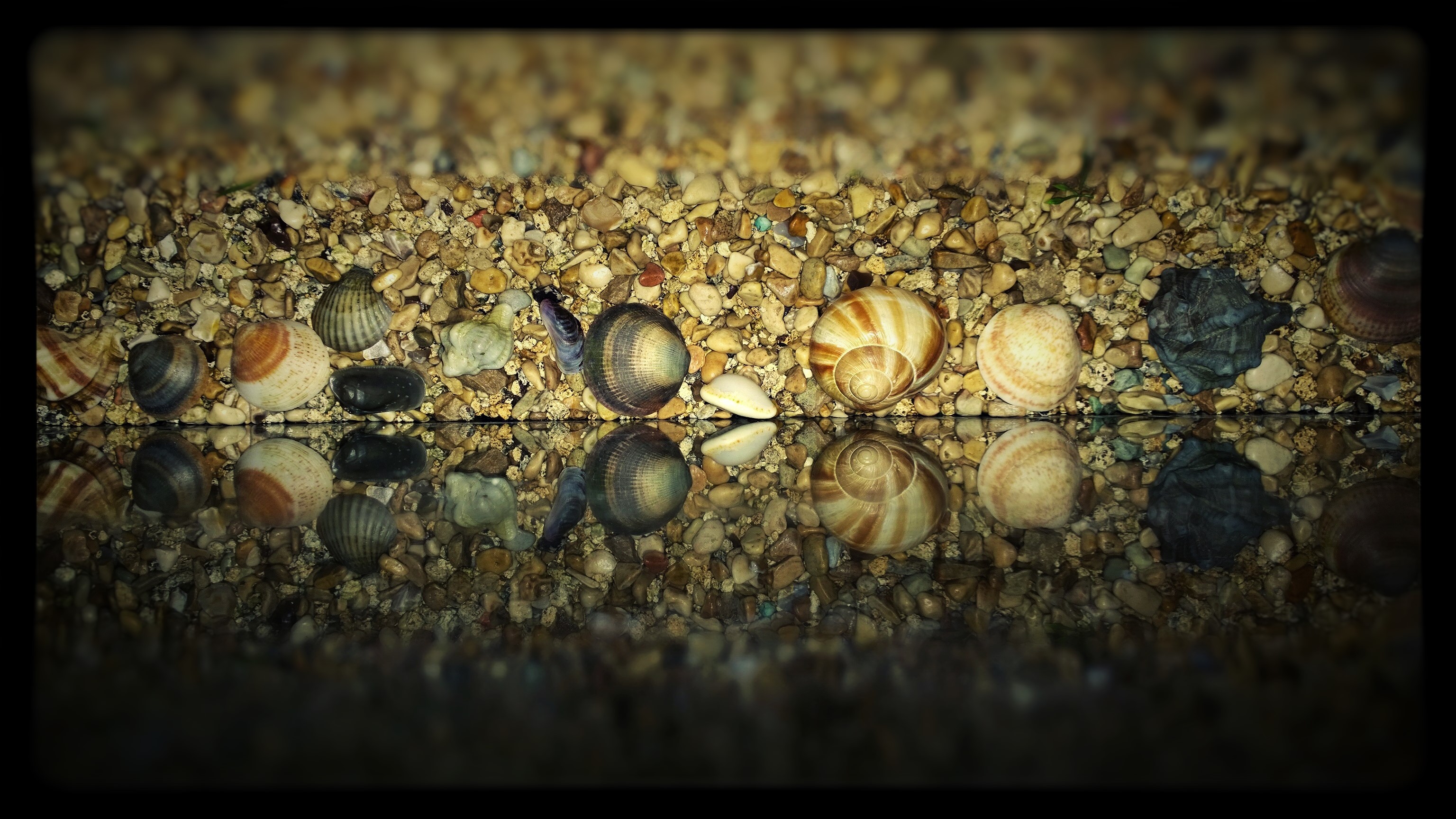 🔥 [50+] Seashell Wallpapers for Computer | WallpaperSafari