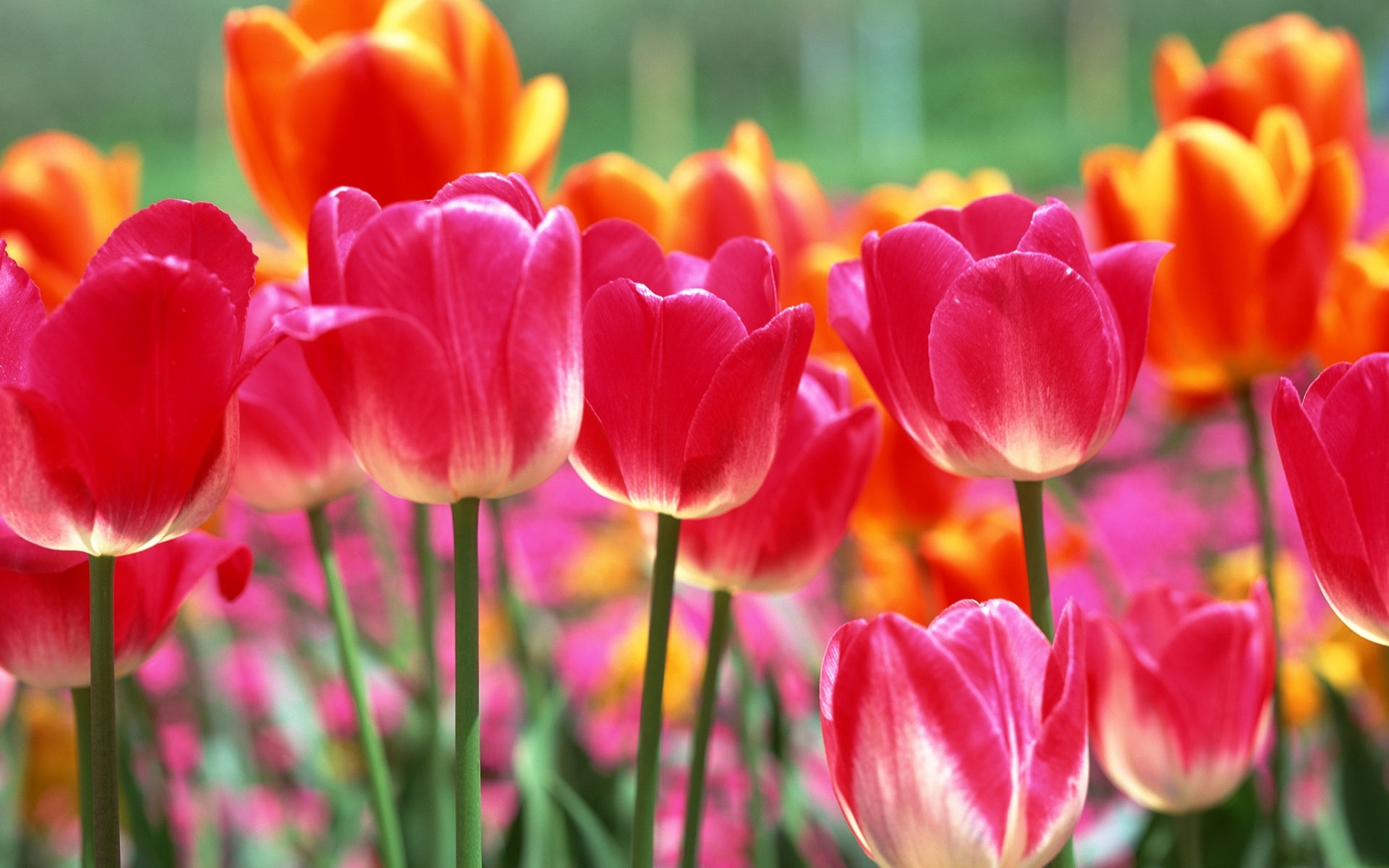 Free Download Free Spring Tulips Wallpaper 1920x1200 For Your Desktop Free Download Free Spring Tulips Wallpaper 1920x1200 For Your Desktop