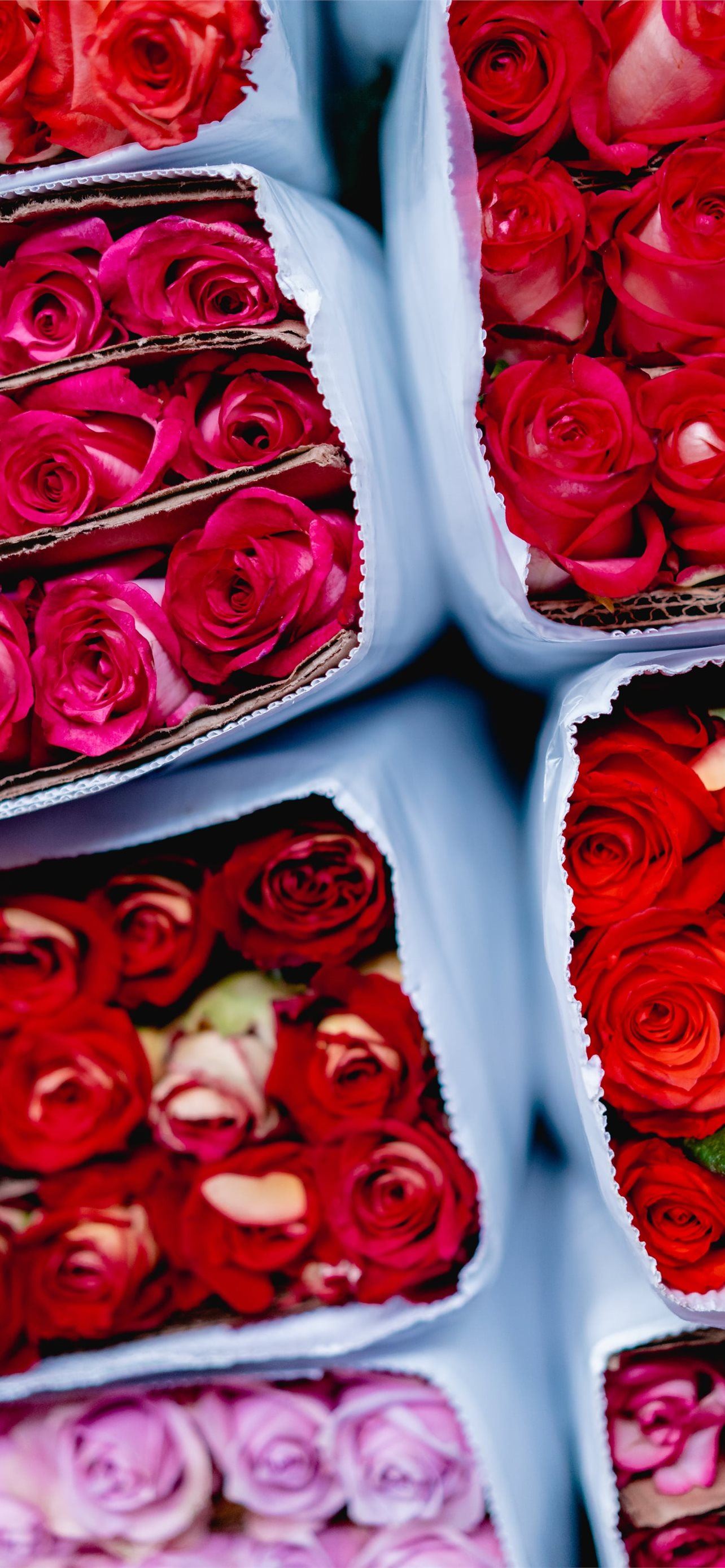 🔥 Free Download Roses Iphone Wallpaper by @mchapman | WallpaperSafari